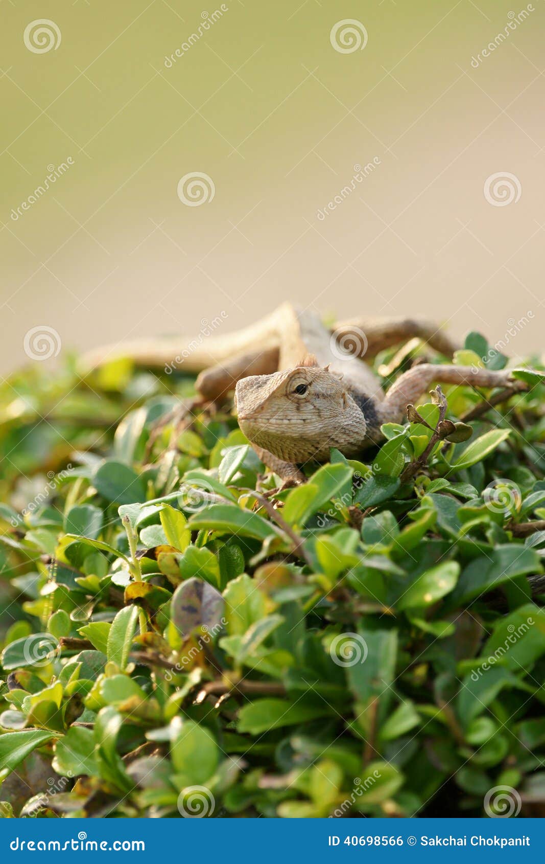 Brown Lizard,tree Lizard, Details of Lizard Skin S Stock Photo - Image ...