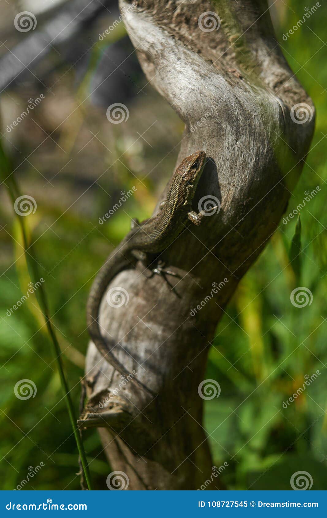Brown Lizard,tree Lizard, Details of Lizard Skin Stick on the Tree ...