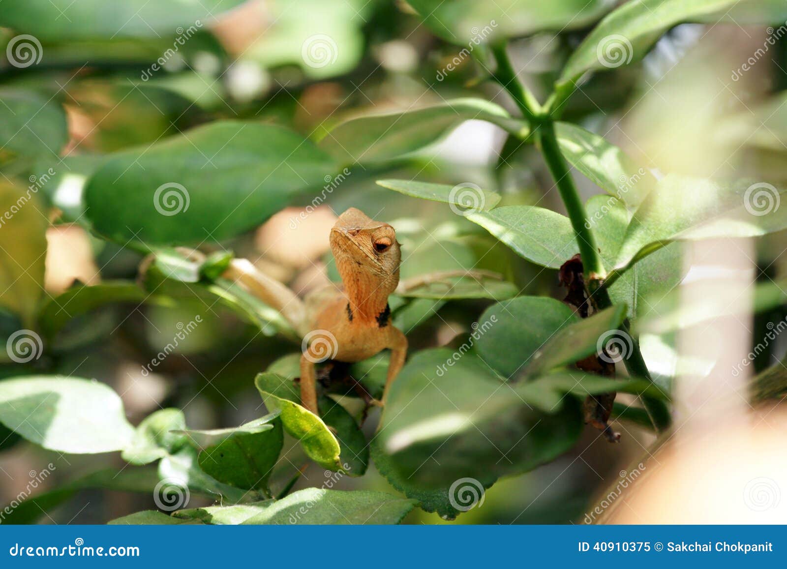 Brown lizard,tree lizard, stock image. Image of frond - 40910375