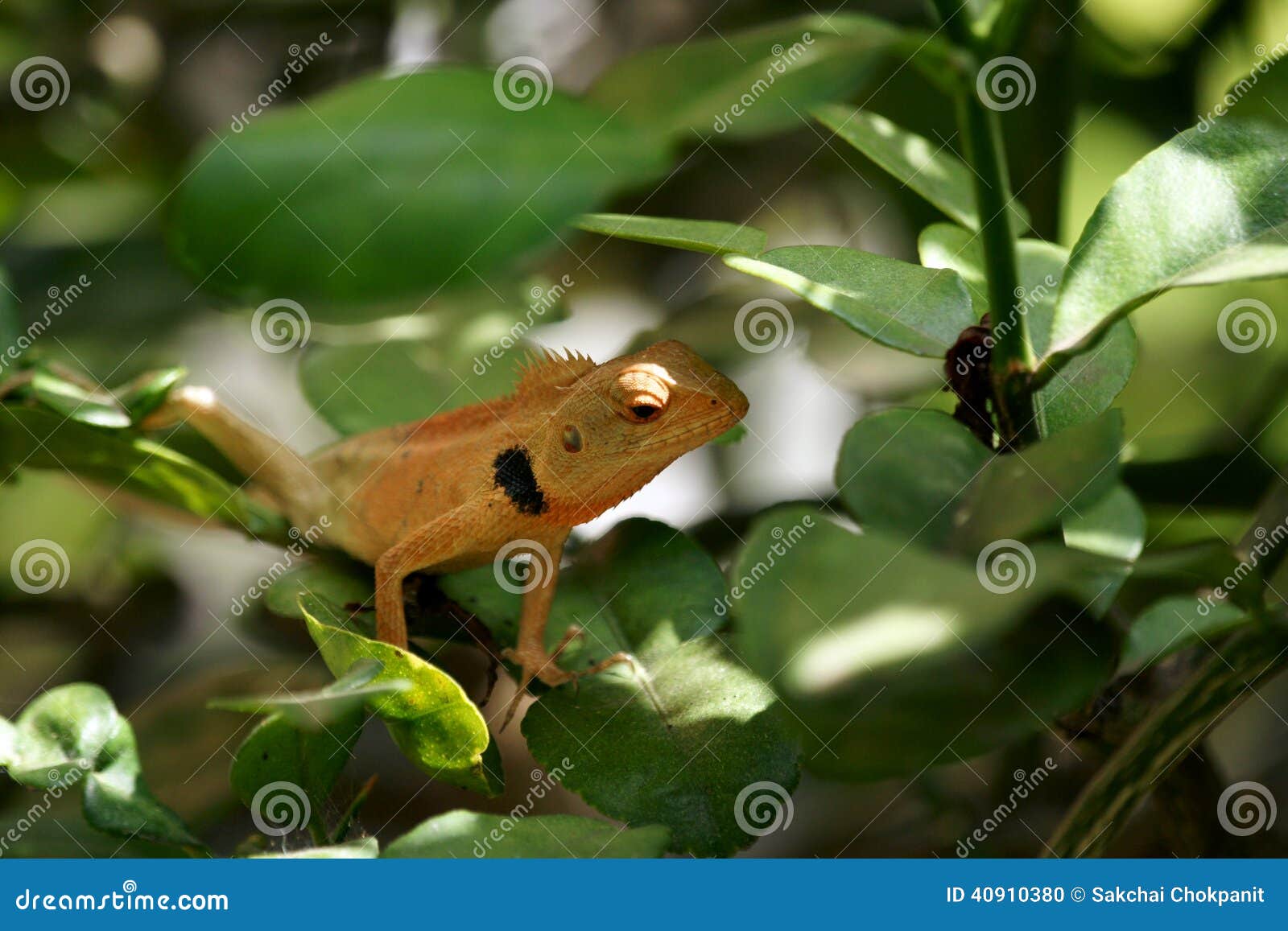 Brown lizard,tree lizard, stock photo. Image of exotic - 40910380