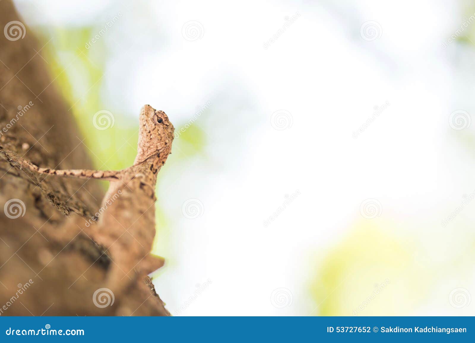 Brown lizard,tree lizard stock photo. Image of outdoors - 53727652