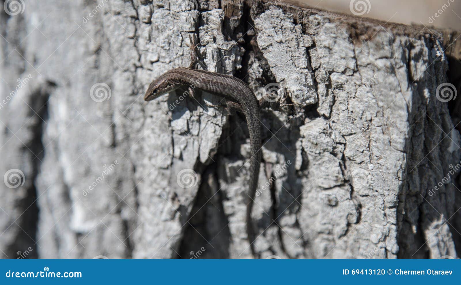 Brown lizard on the tree stock photo. Image of orange - 69413120