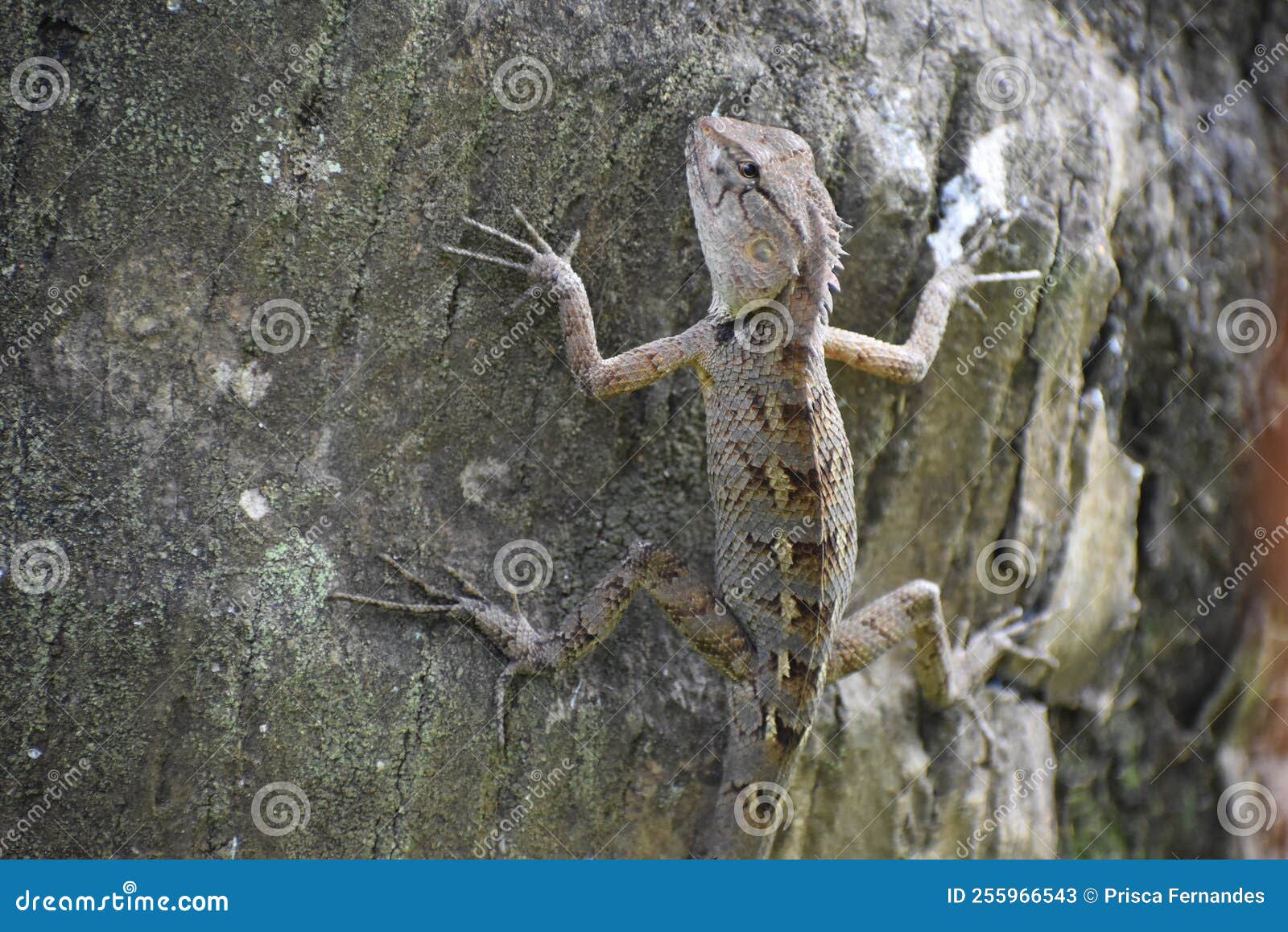 Brown Lizard on the Tree Trunk with Sharp Features. Stock Image - Image ...