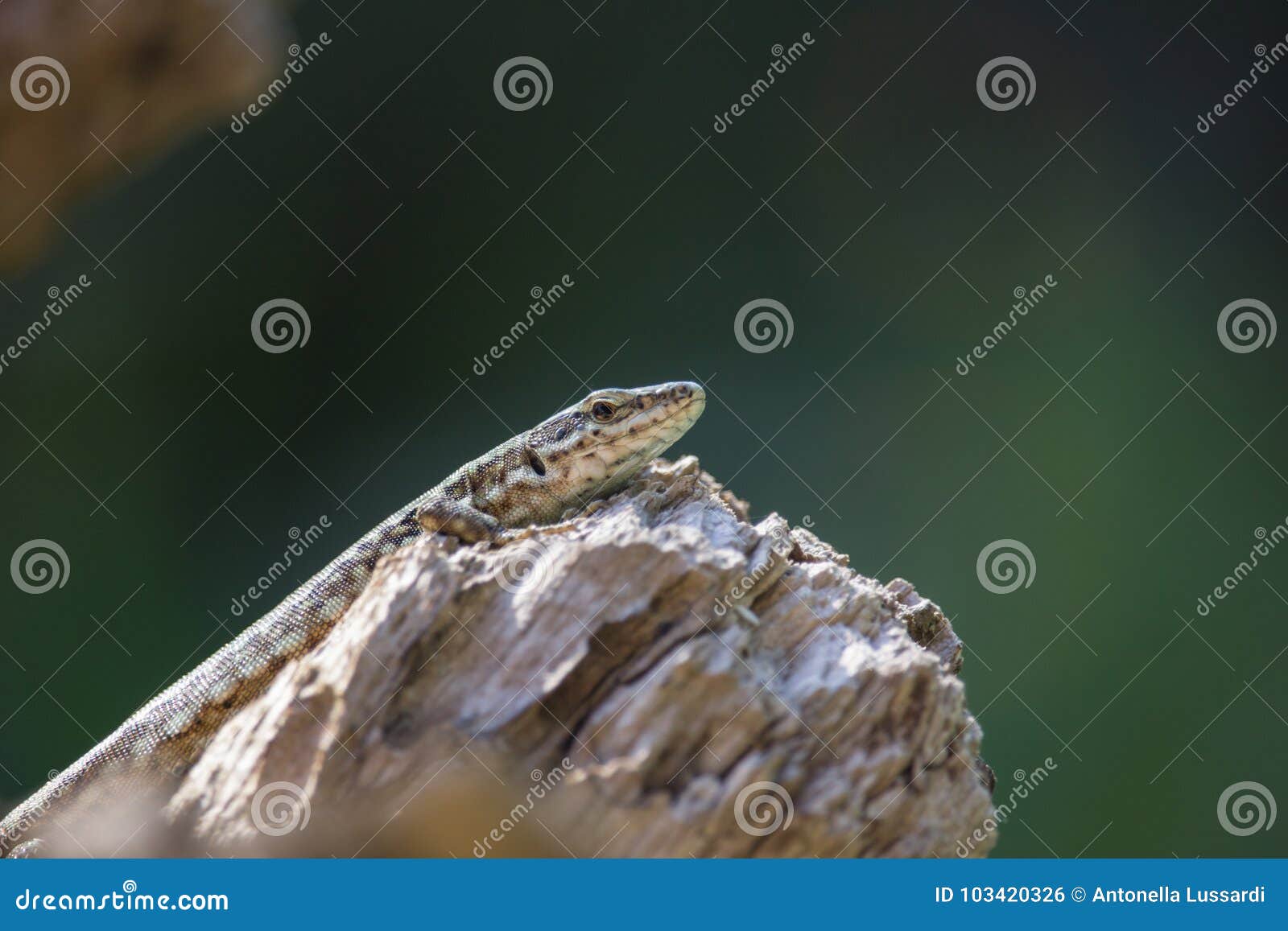 Lizard on a Trunk in the Sunset Stock Photo - Image of iguana ...