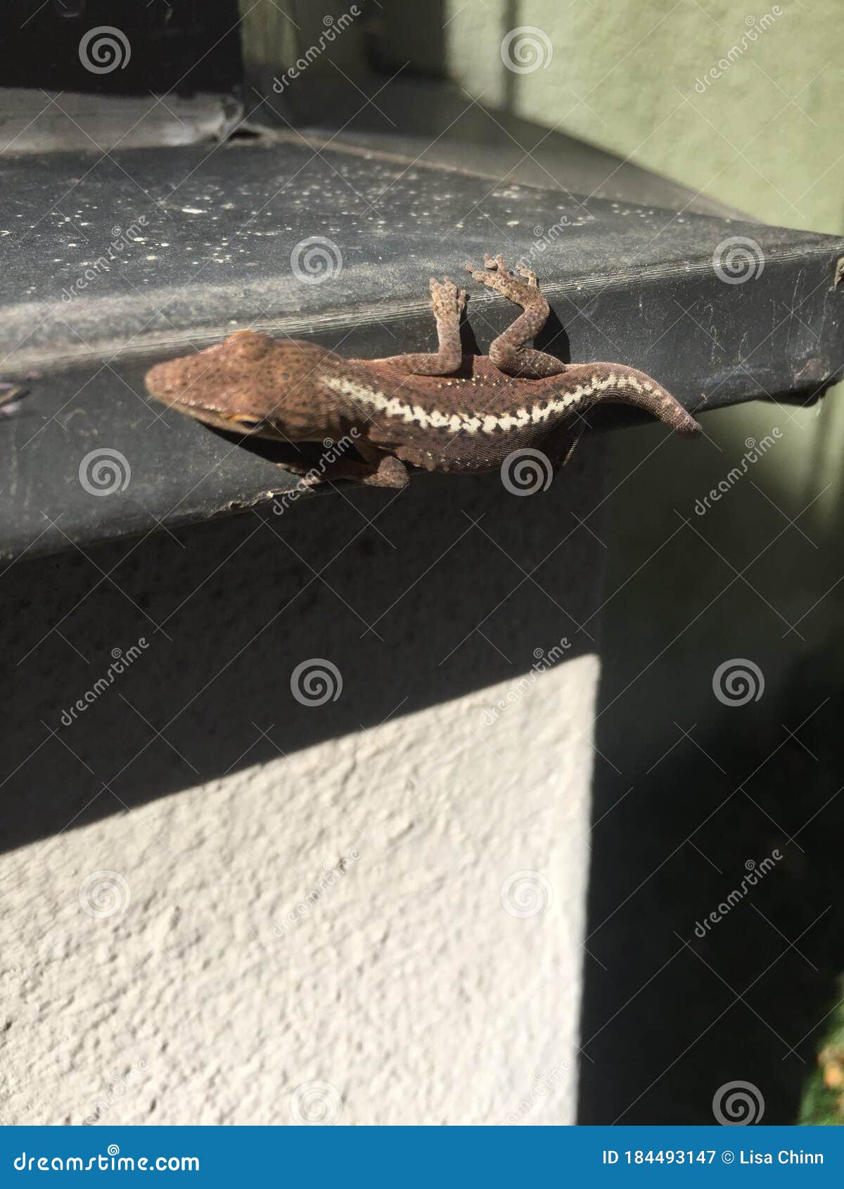 Brown Lizard on Window Ledge Stock Image - Image of lizard, reptile ...