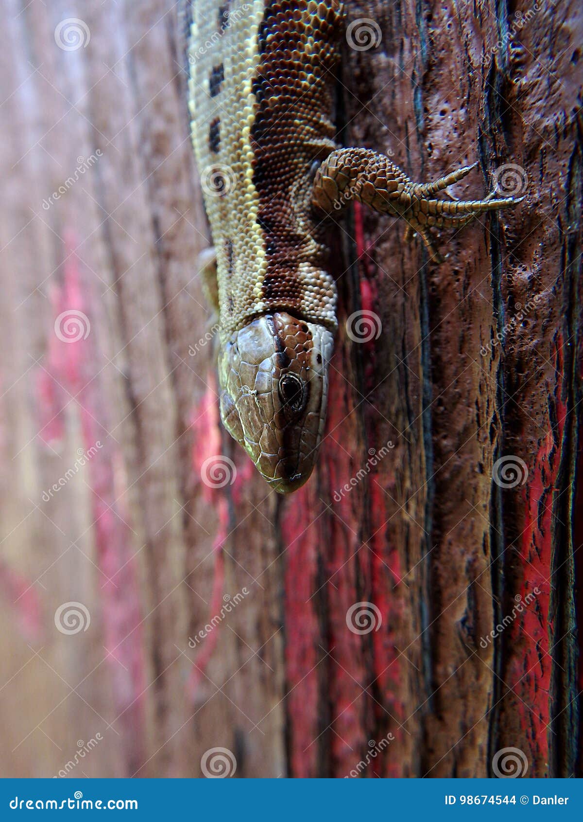 Brown Lizard on a Wooden Board Stock Photo - Image of hunter, nature ...