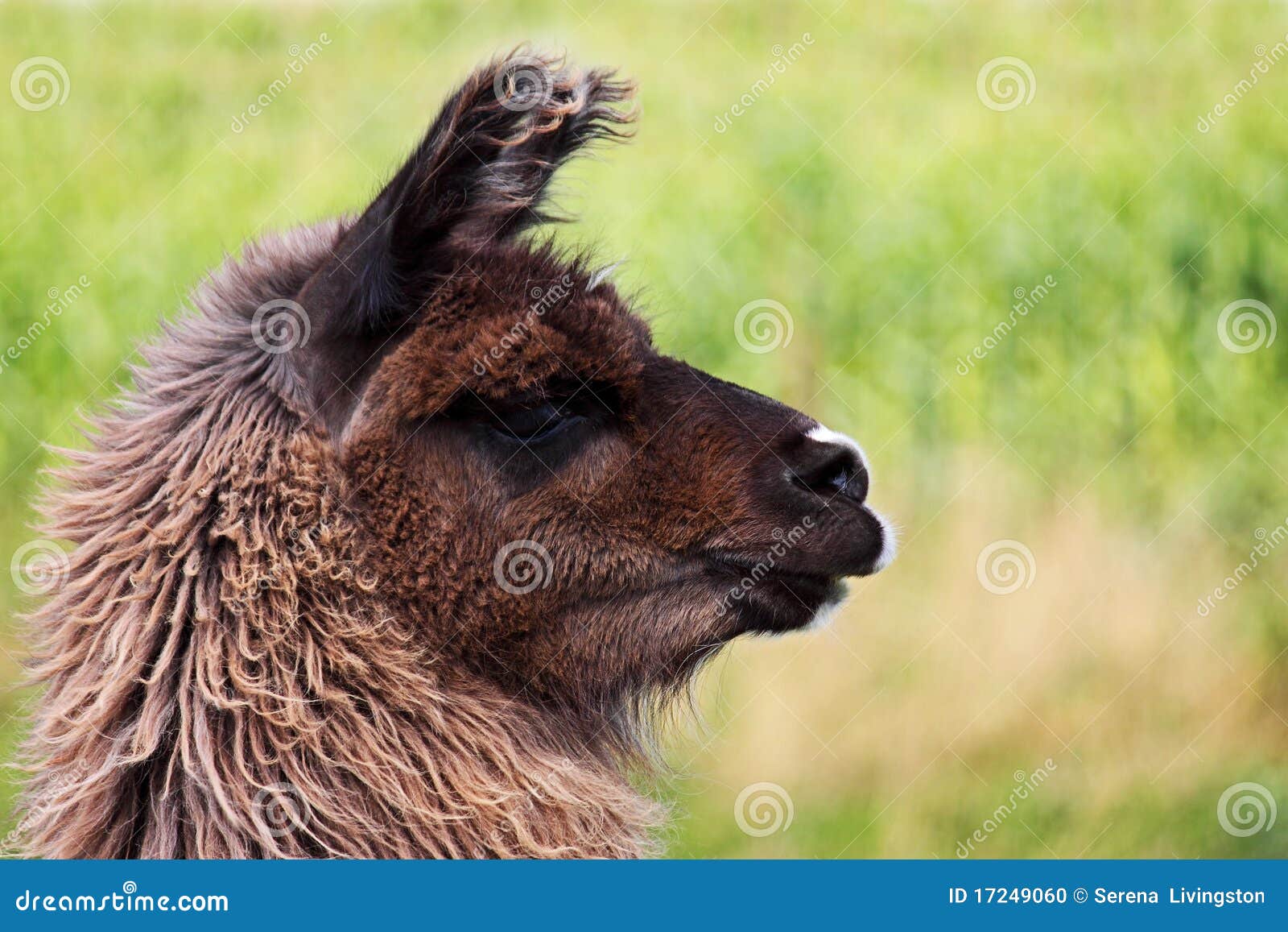Brown Llama stock photo. Image of field, farm, outdoors - 17249060