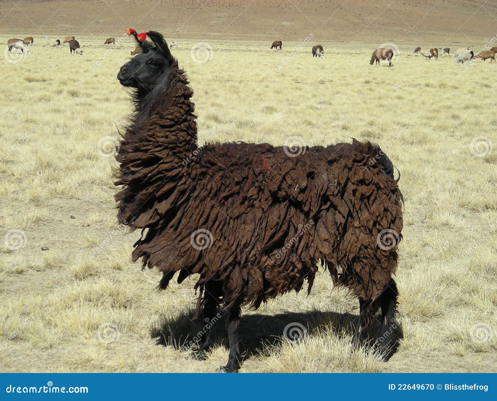 Llama stock photo. Image of grass, hiking, cuzco, cloud - 22649670
