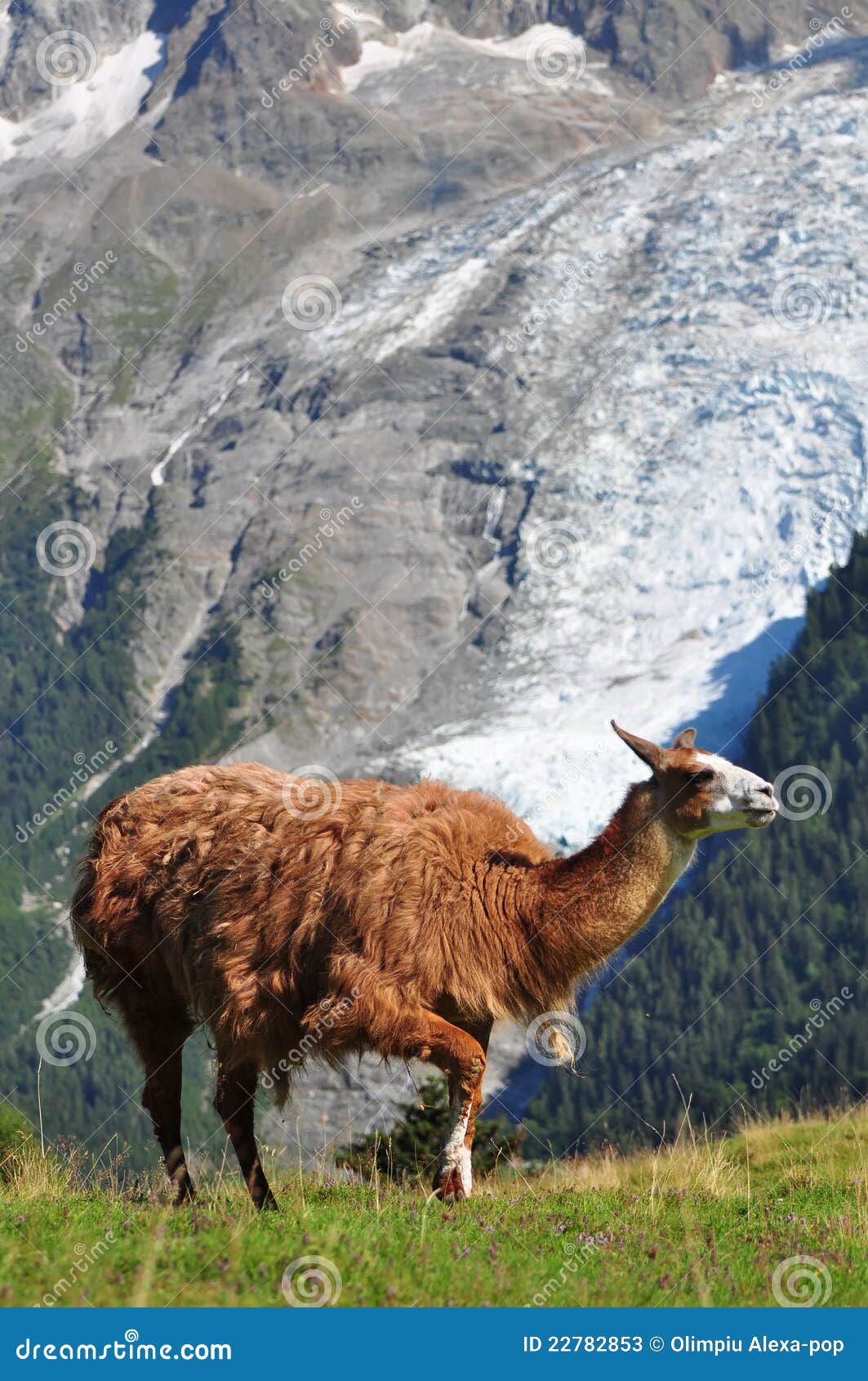 Brown llama stock image. Image of mountain, llama, destination - 22782853
