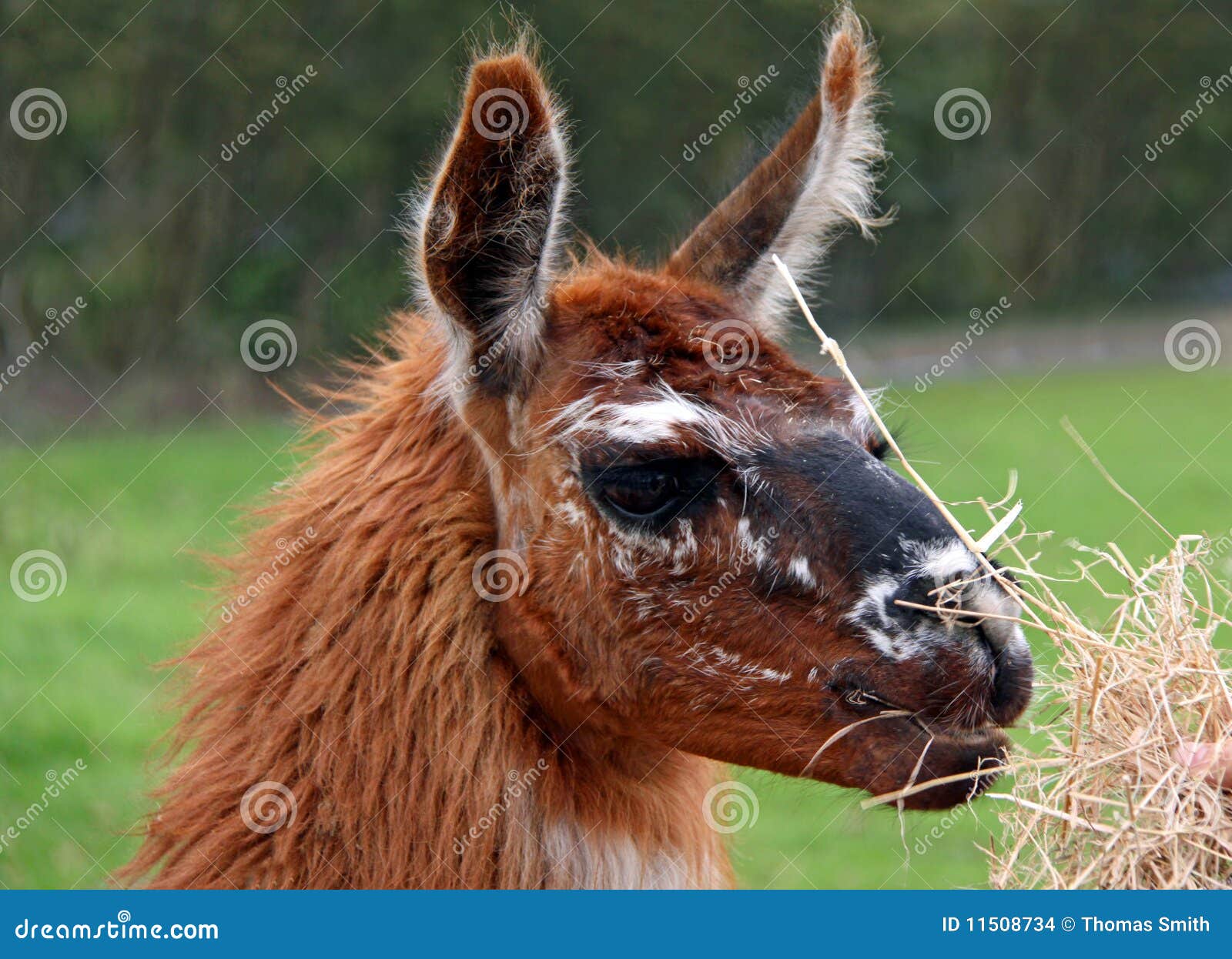 Brown Llama / Alpaca stock photo. Image of head, straw - 11508734