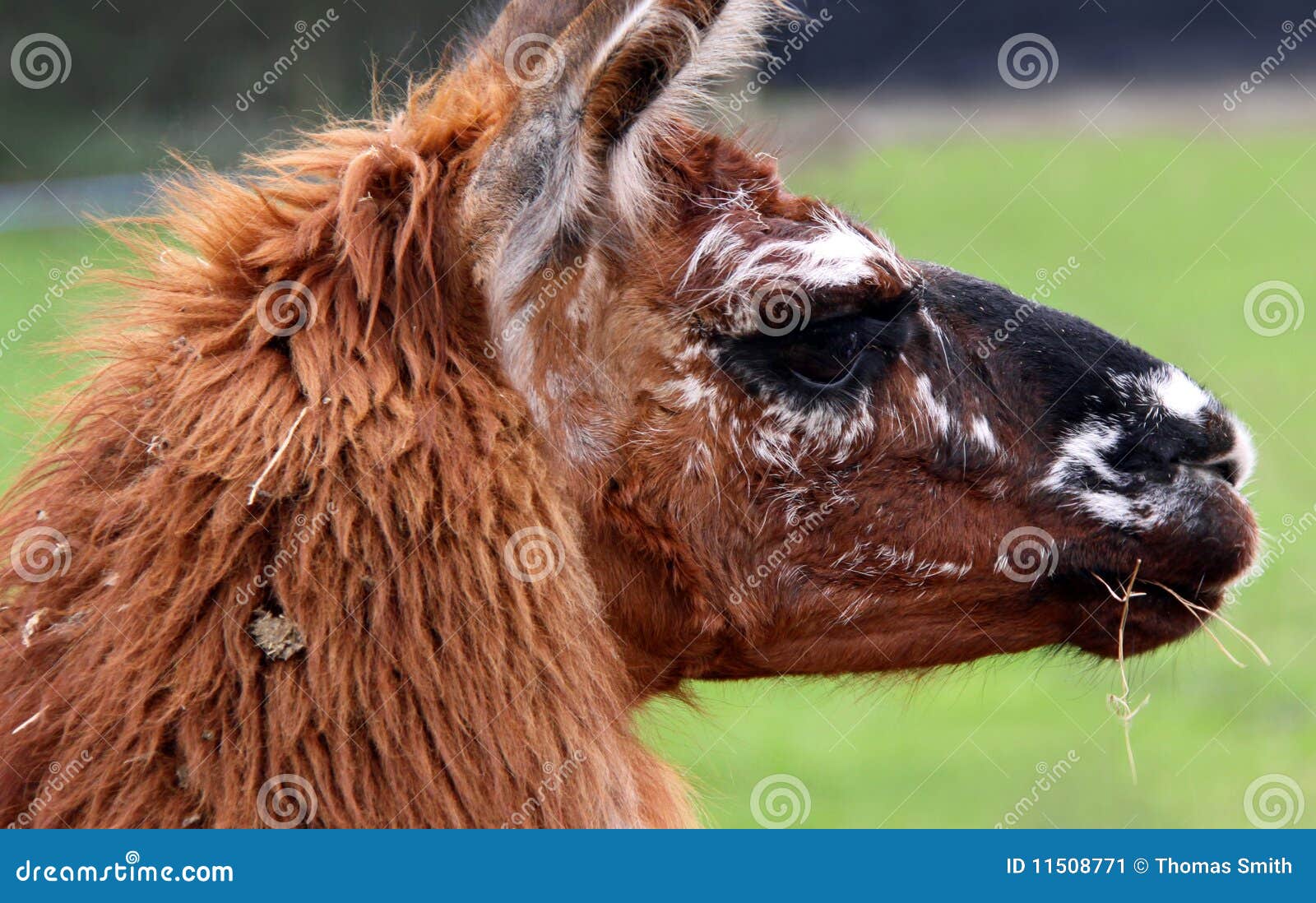 Brown Llama / Alpaca stock image. Image of snout, head - 11508771