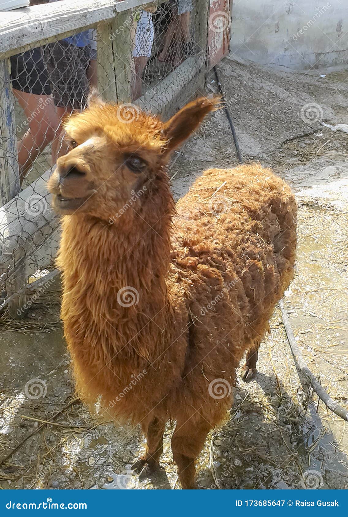 Brown Llama with Beautiful Sad Eyes Stock Image - Image of shaggy ...