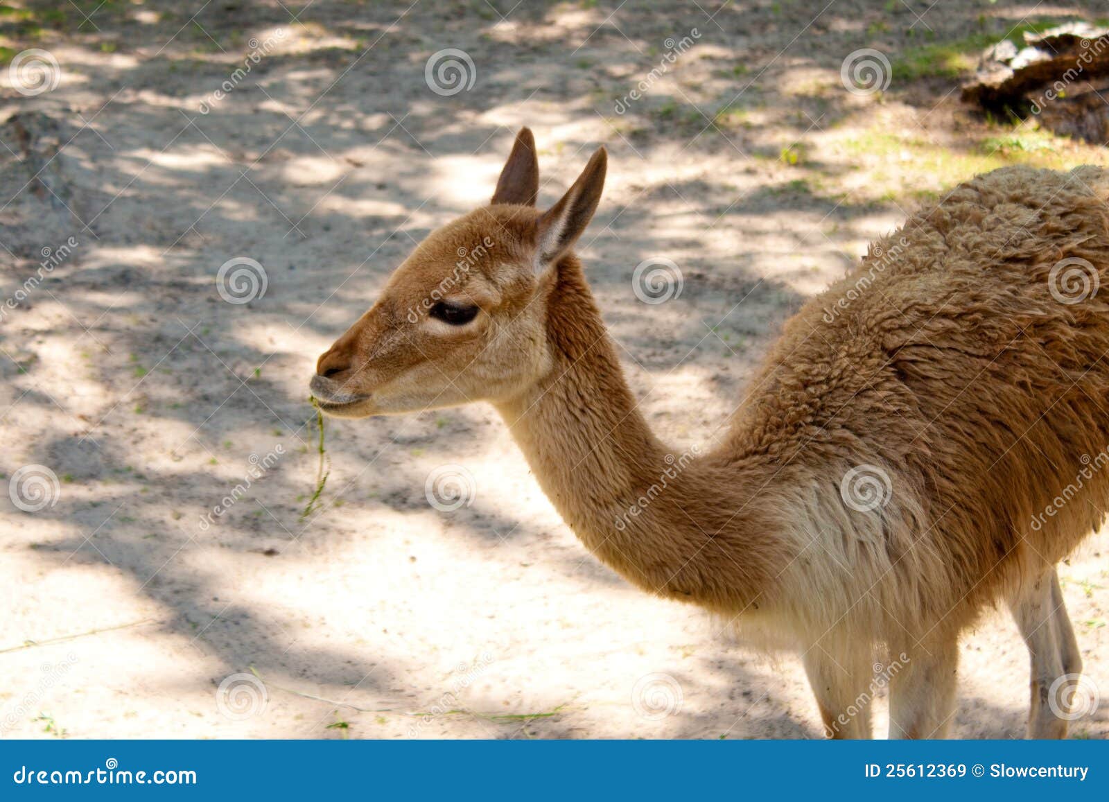 How Now Brown Cow Chewing The Cud Stock Image | CartoonDealer.com ...