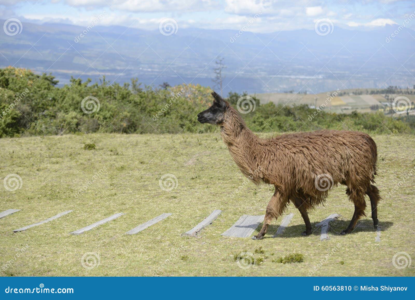 Brown llama on the field. stock photo. Image of infinite - 60563810