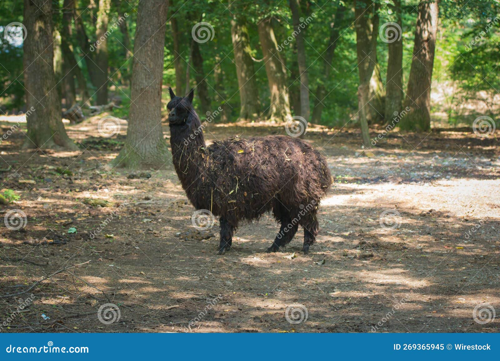 Brown Llama Standing in the Forest Stock Image - Image of beautiful ...