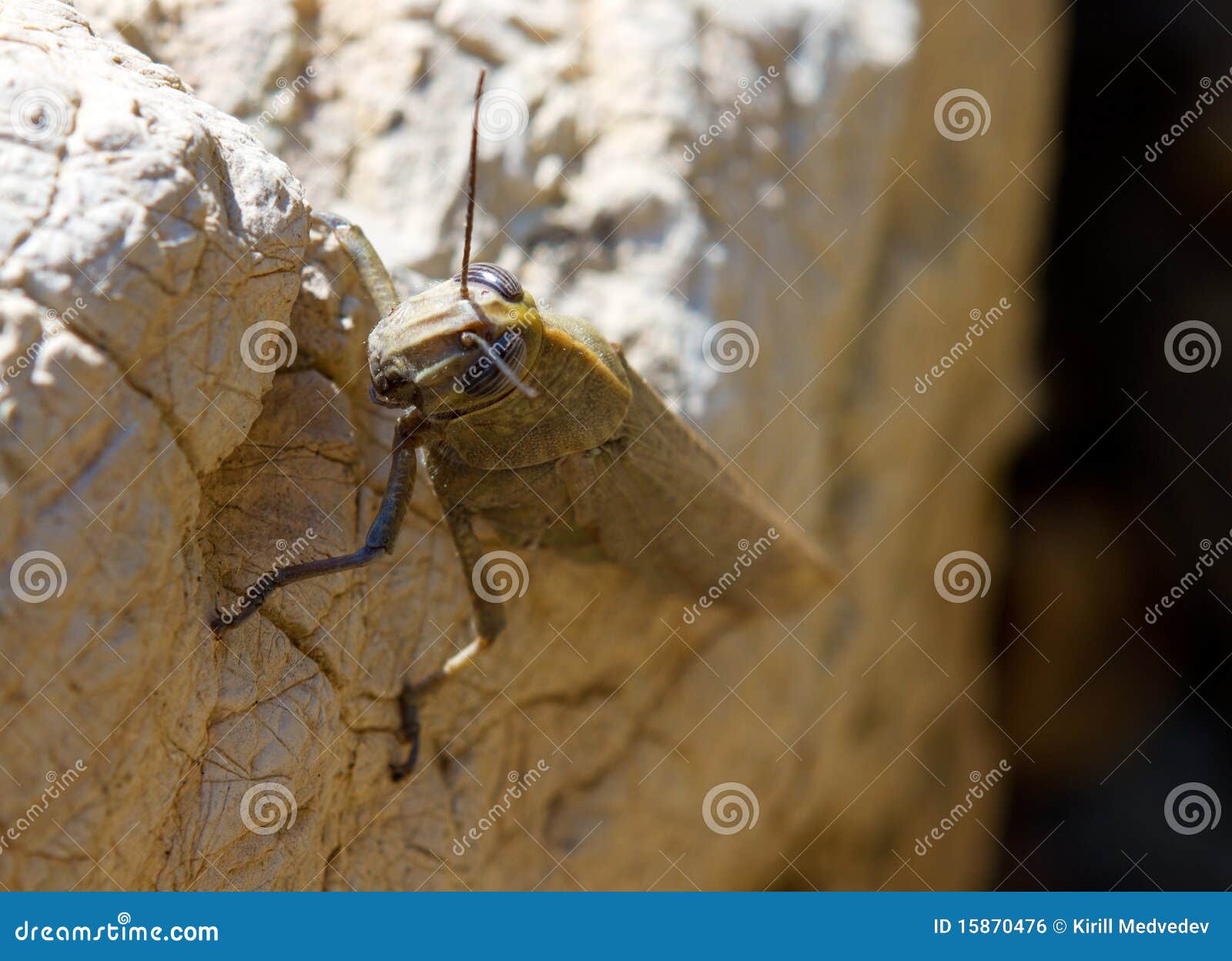 Brown locust stock photo. Image of close, foot, grasshopper - 15870476