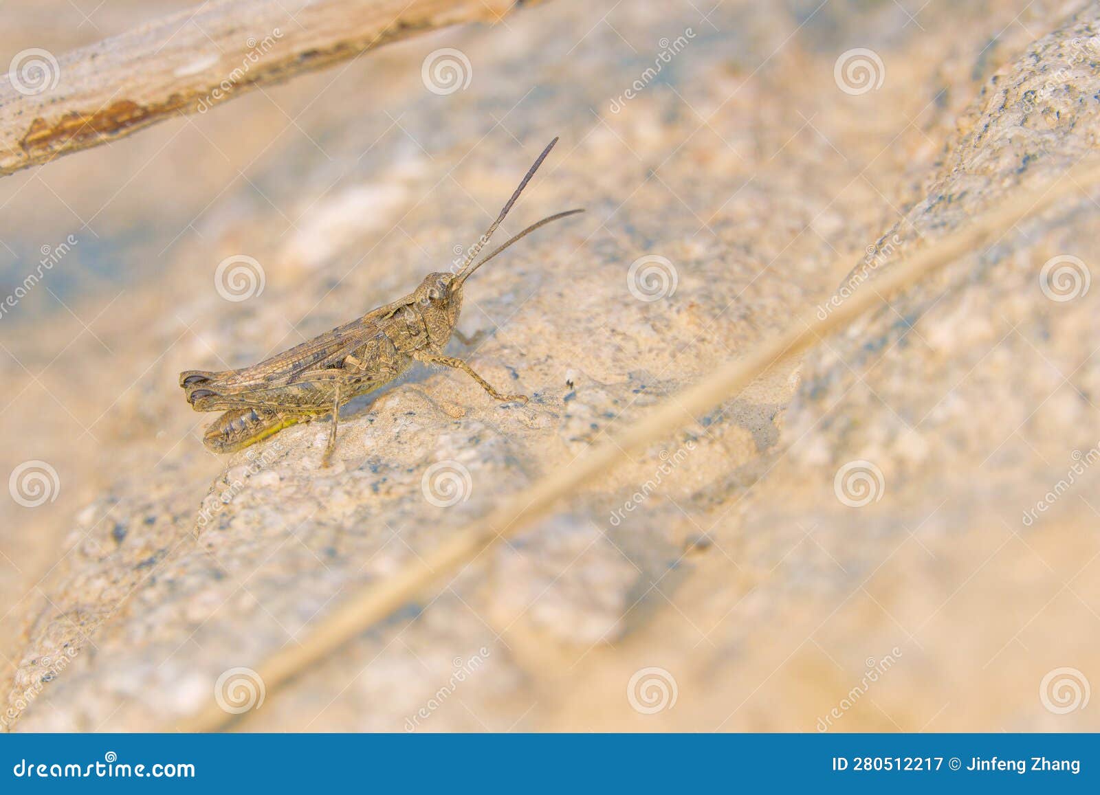 Brown locust stock image. Image of orthoptera, wildlife - 280512217