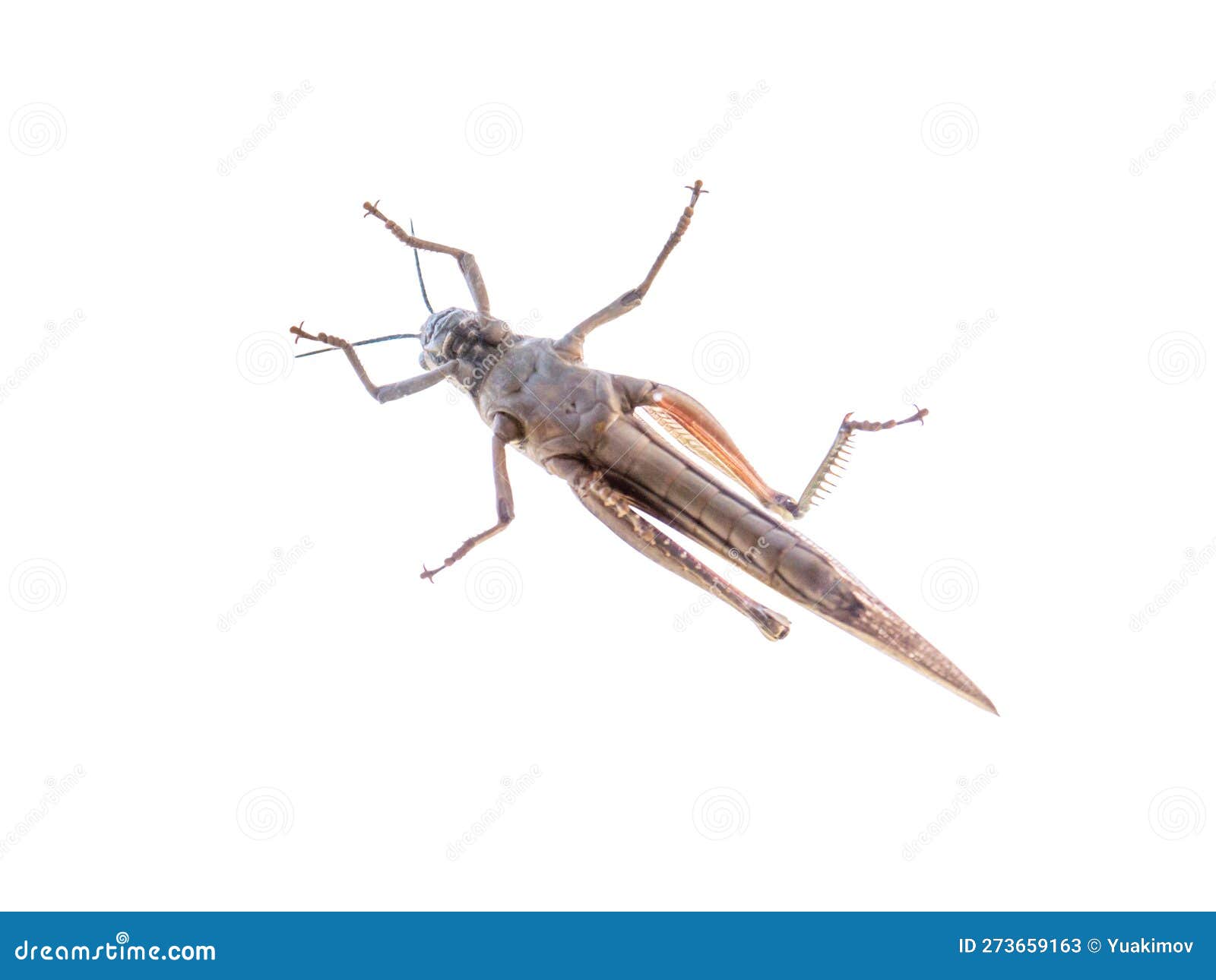Brown Locust Insect Belly View Isolated Stock Image - Image of ...