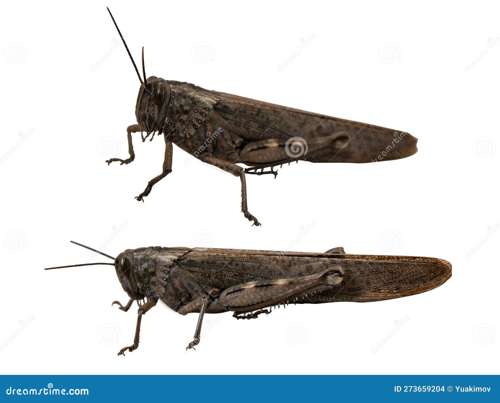 Brown Locust Insect Side View Isolated Stock Photo - Image of ...