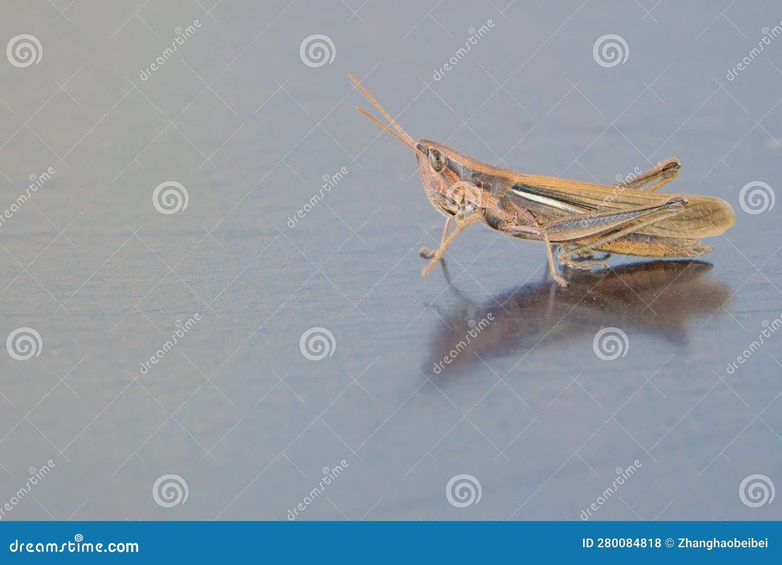 Brown locust stock photo. Image of insect, insects, macro - 280084818