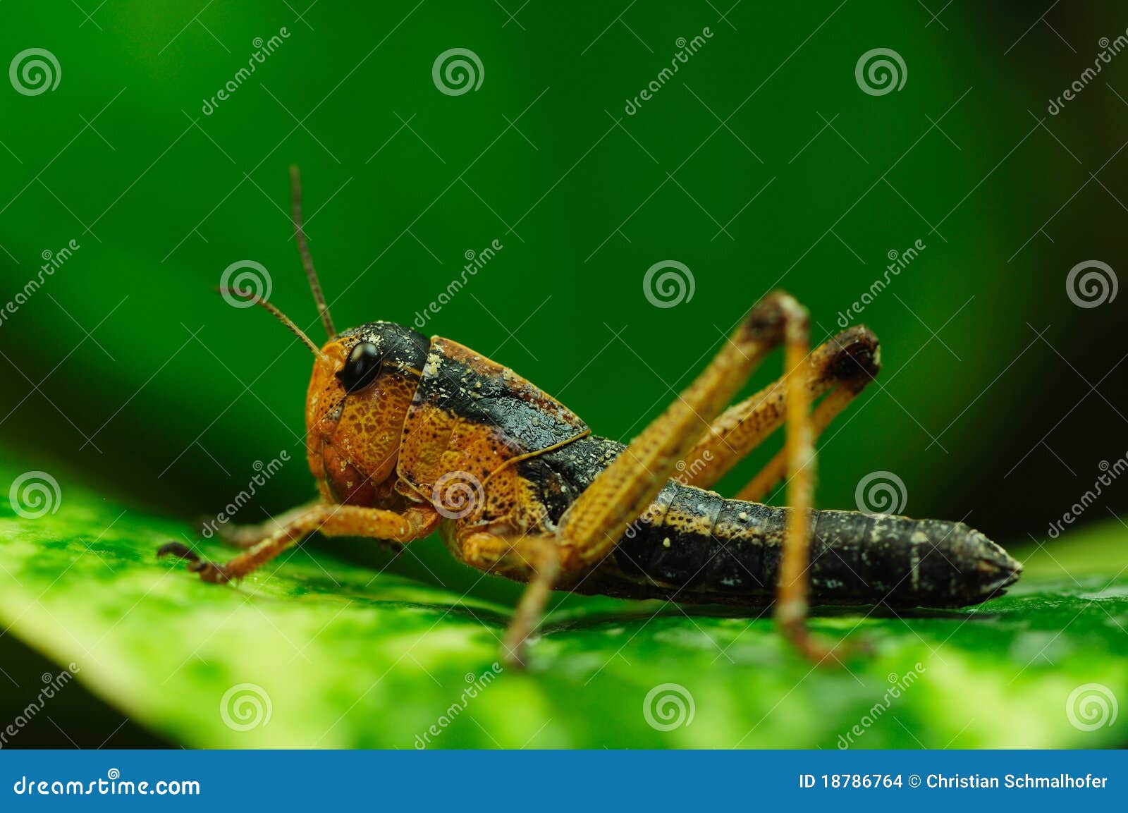 Brown Locust (Locustana Pardalina) Stock Photo - Image of locustana ...