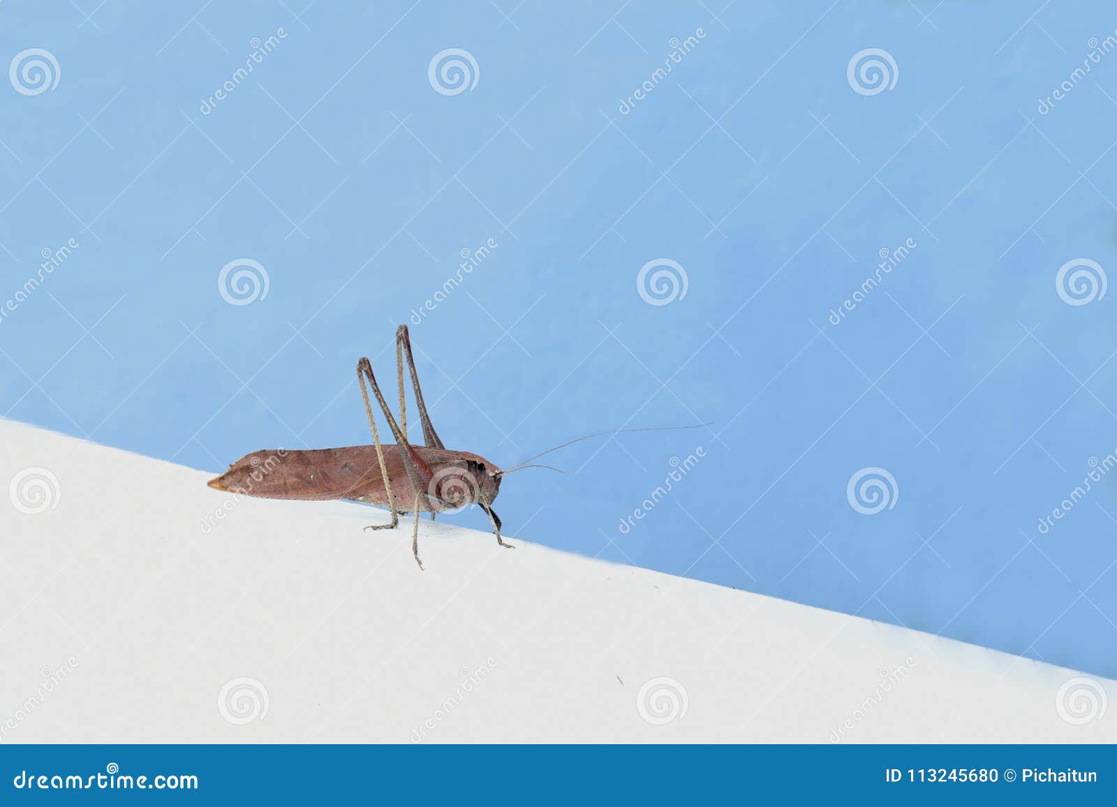 Grasshopper stock photo. Image of thorax, body, antenna - 113245680