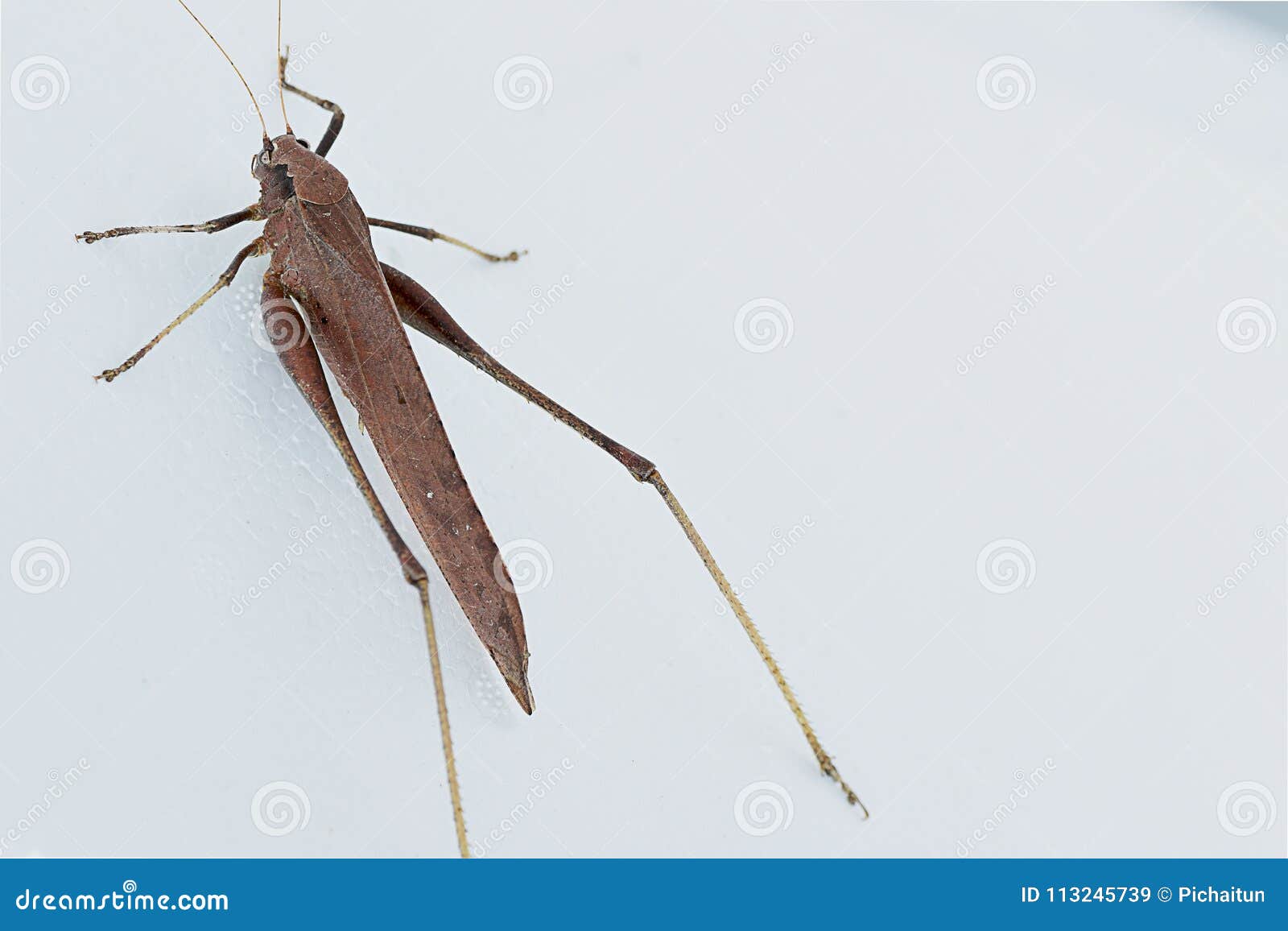 Grasshopper stock image. Image of abdomen, body, antenna - 113245739