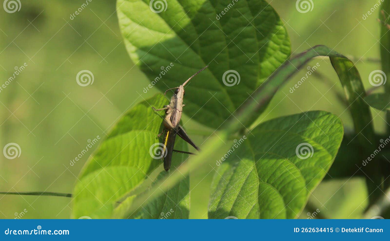 Brown Locust that Reached the Wild Plants Stock Image - Image of ...