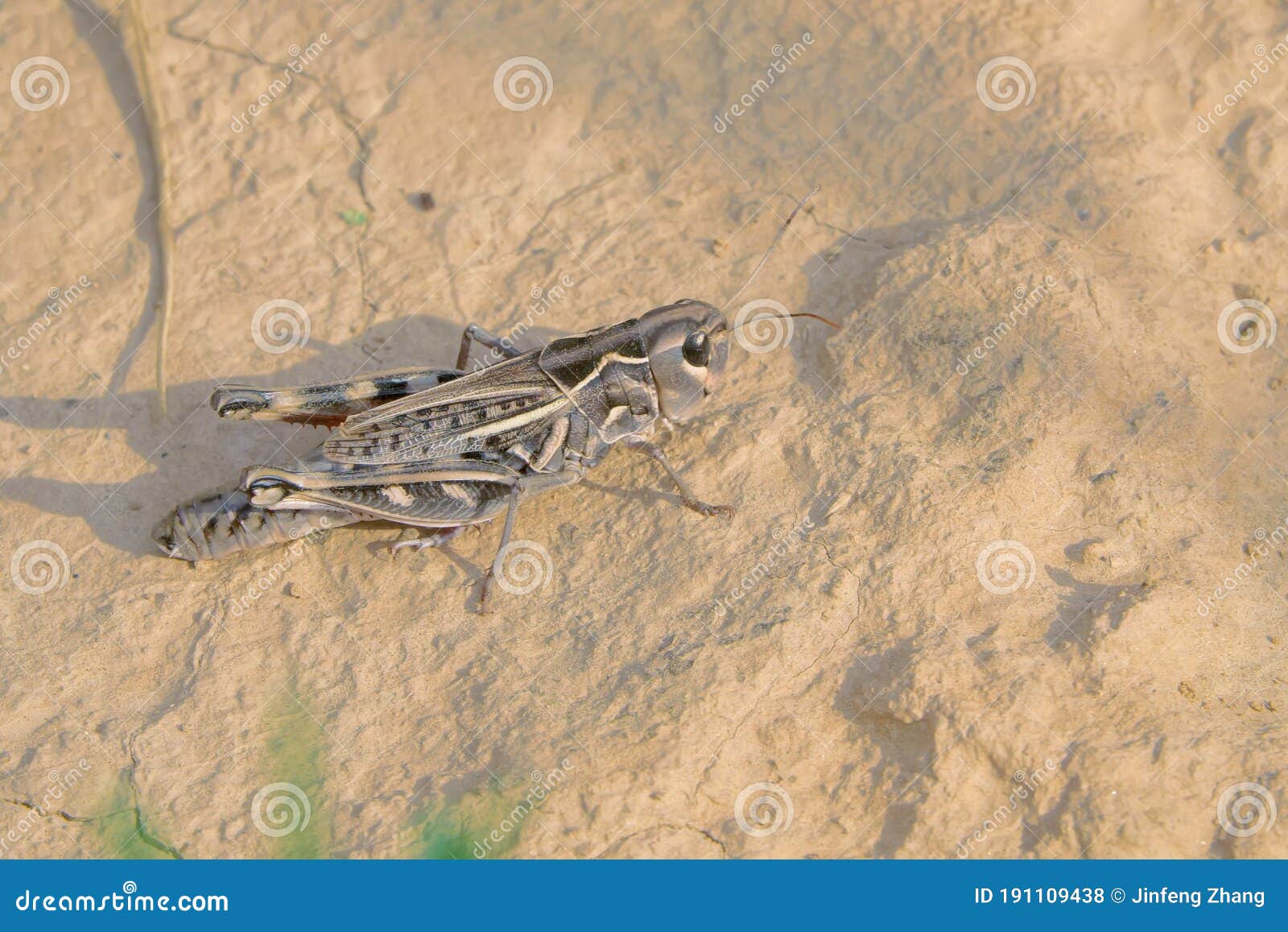 Locust stock photo. Image of insect, animals, closeup - 191109438