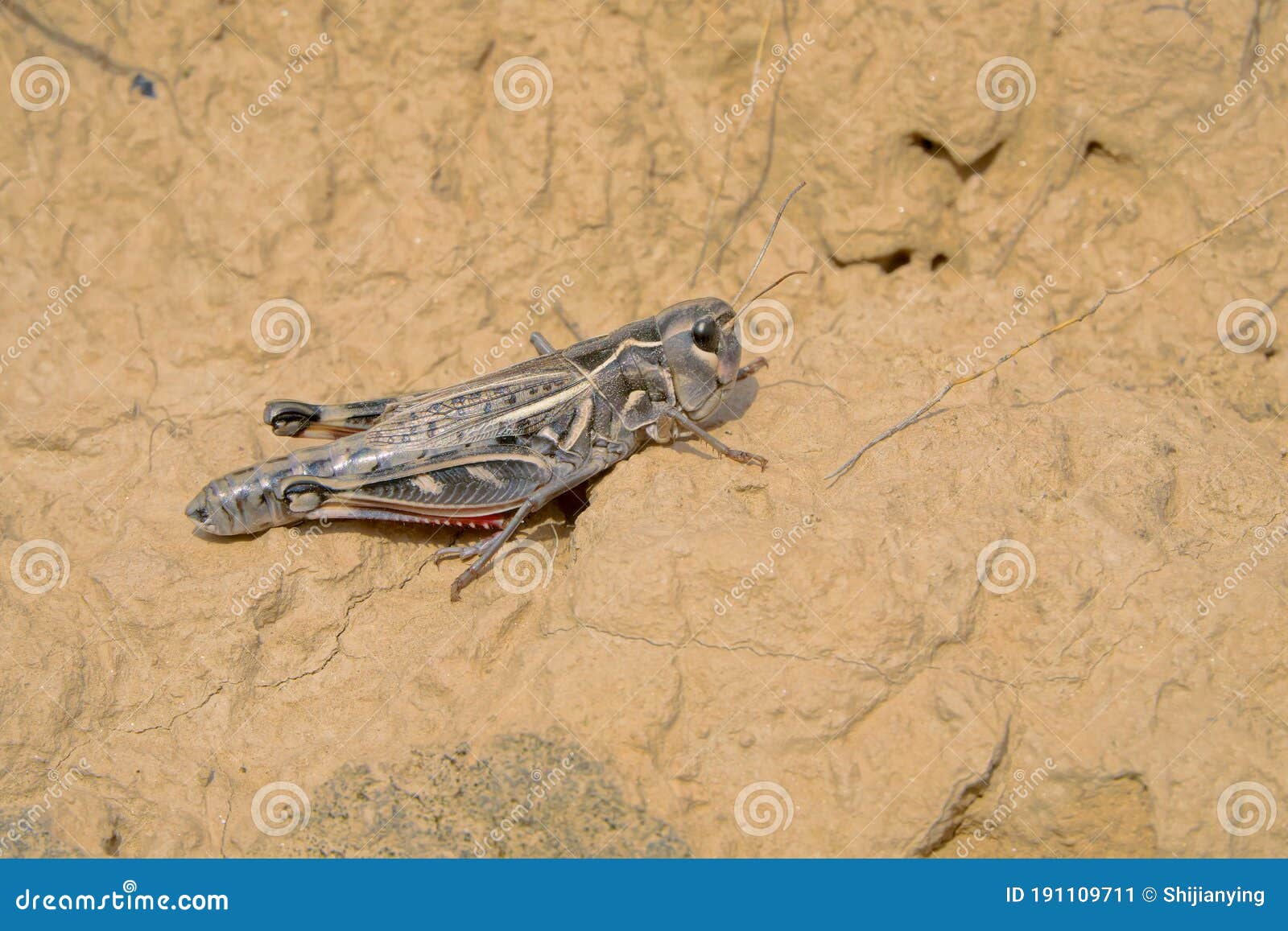Brown locust stock image. Image of nature, wild, ground - 191109711