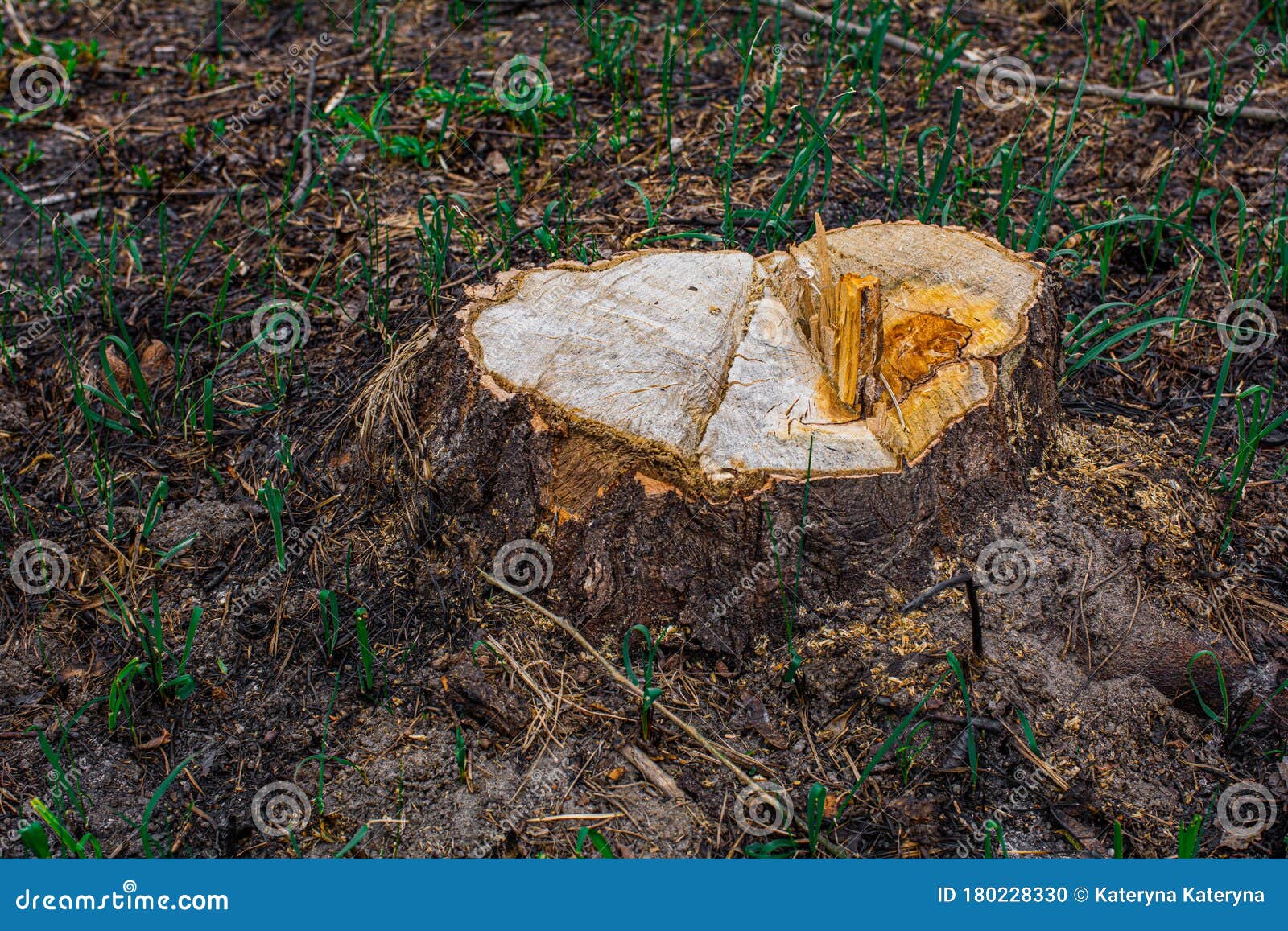 Brown Log of a Large Tree on a Green Lawn Close Up Stock Photo - Image ...