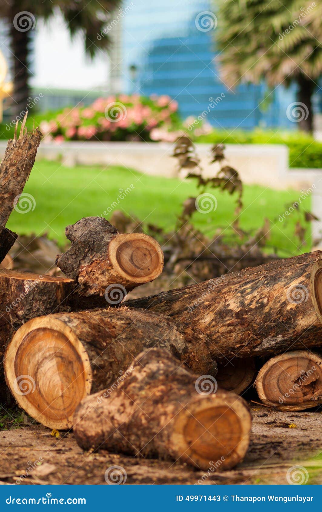 Brown Log, Piece of wood stock image. Image of rough - 49971443
