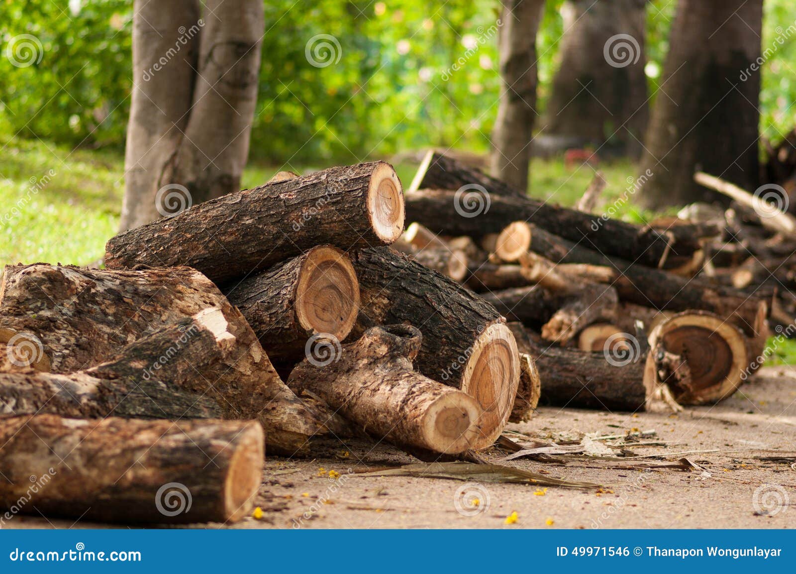 Brown Log, Piece of wood stock photo. Image of bright - 49971546