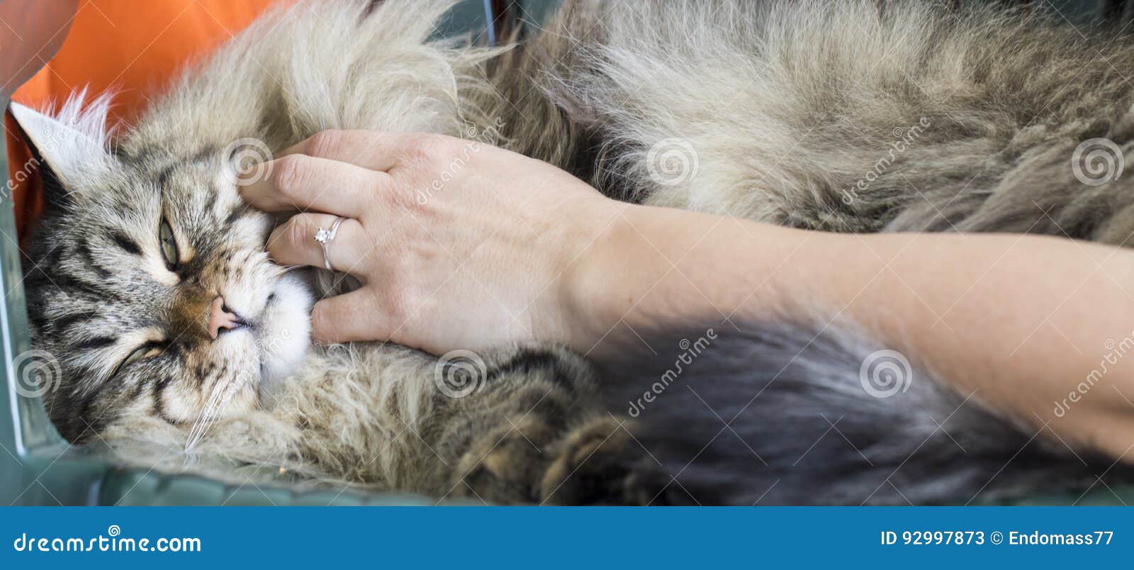 Brown Long Haired Cat of Siberian Breed, Caress in Cuddling Time Stock ...
