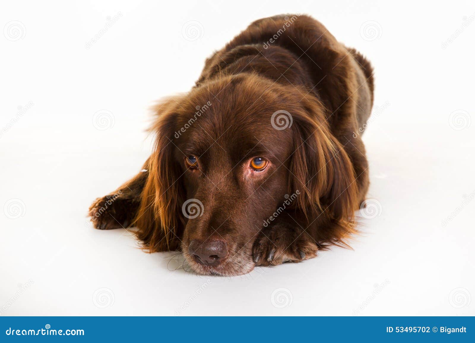 Brown Longhaired Pointer Dog Stock Photo - Image of german, tired: 53495702