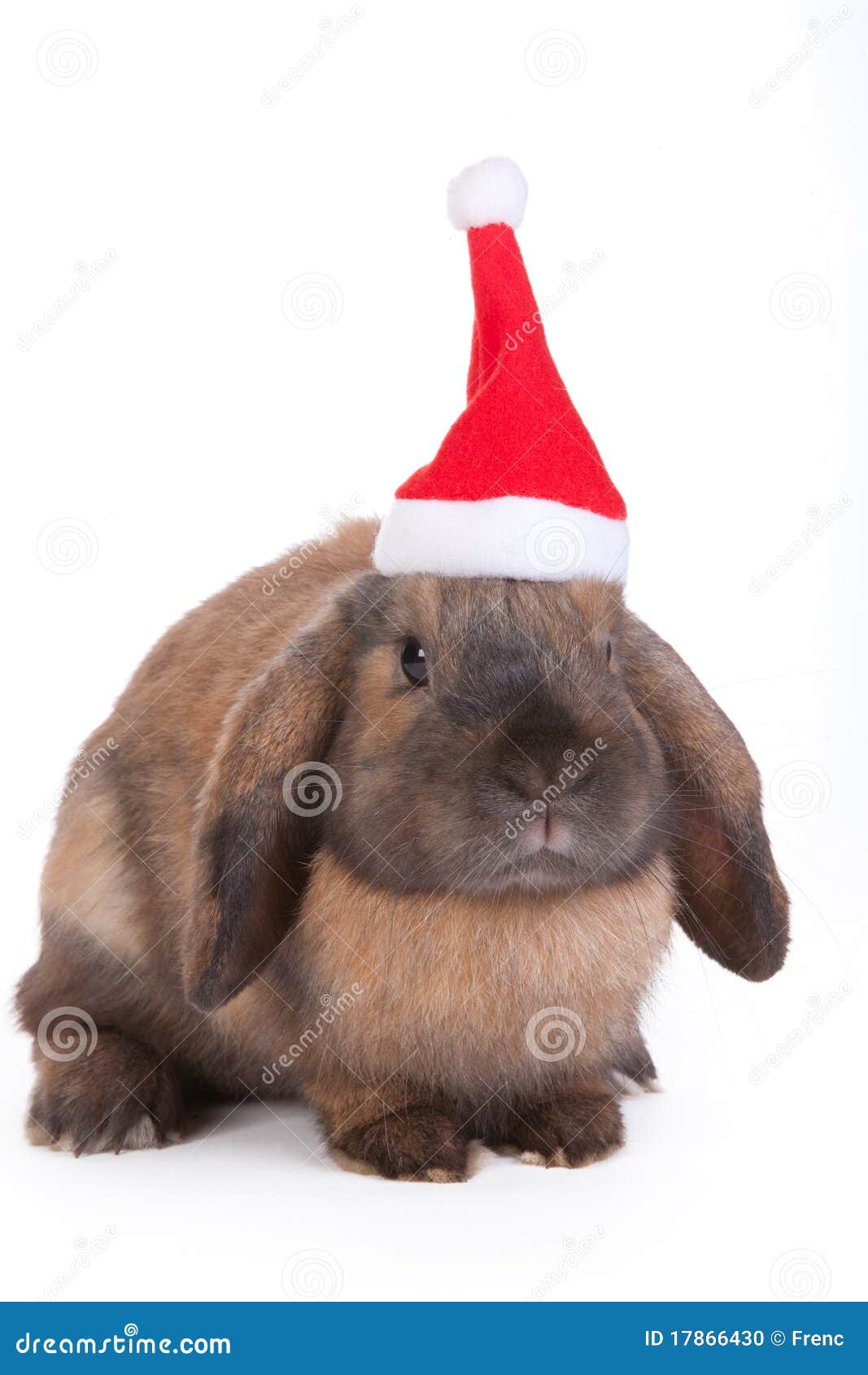 Brown Lop Eared Dwarf Rabbit Stock Photo - Image of bunny, white: 17866430