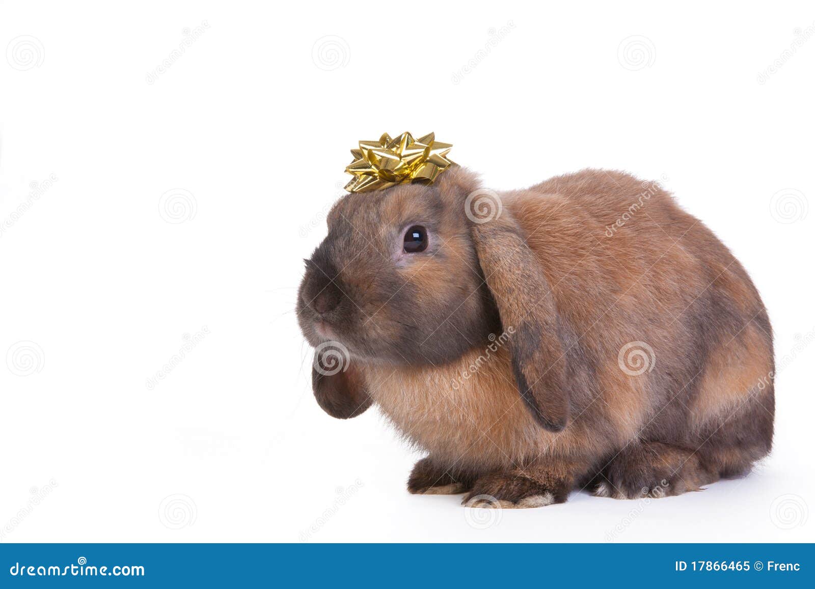 Brown Lop Eared Dwarf Rabbit Stock Image - Image of bunny, decoration ...