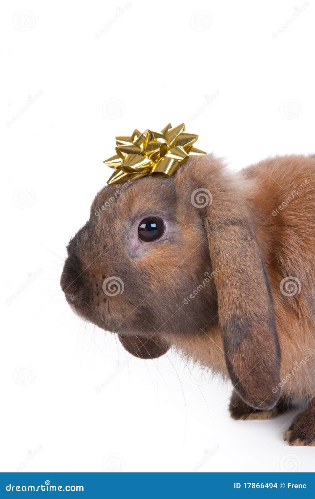 Brown Lop Eared Dwarf Rabbit Stock Photo - Image of little, gold: 17866494