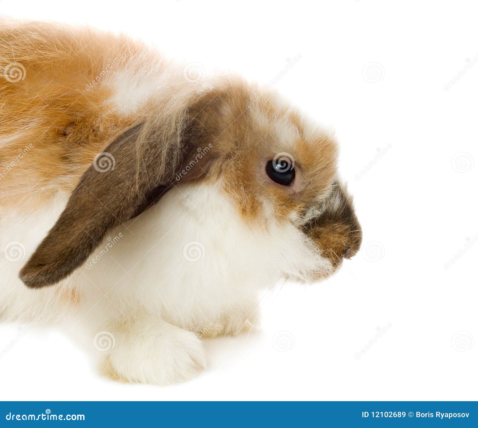 Brown lop-eared rabbit stock image. Image of foot, closeup - 12102689