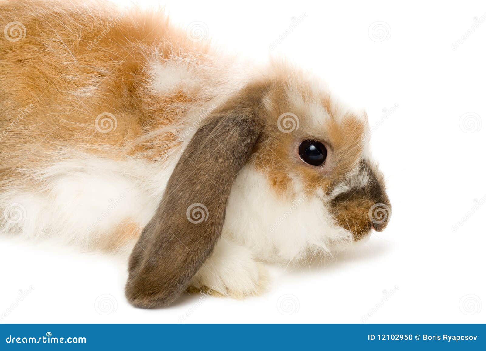 Brown lop-eared rabbit stock photo. Image of pets, brown - 12102950