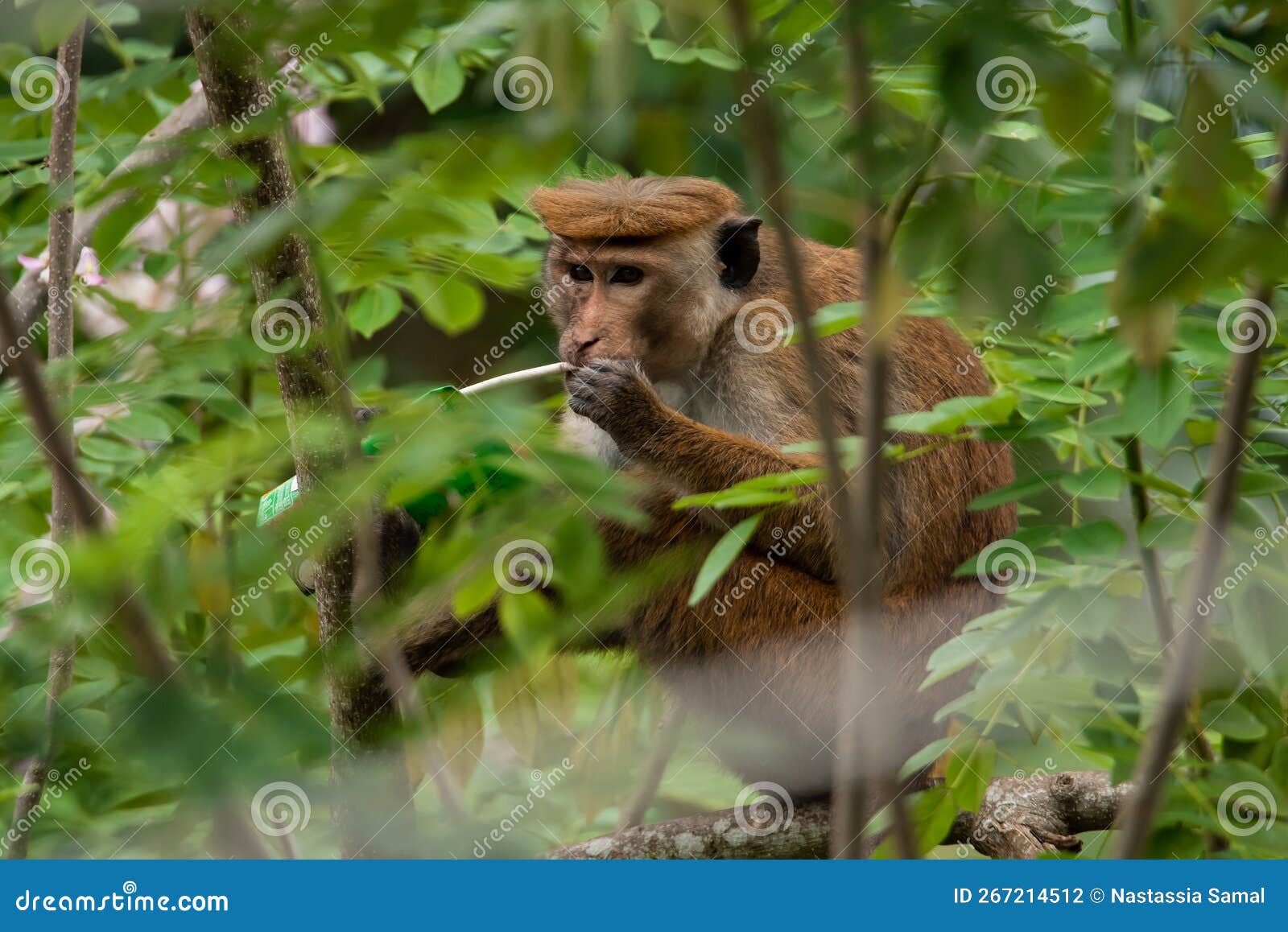 A Brown Macaque Monkey Sitting on a Tree Branch and Sipping Juice with ...