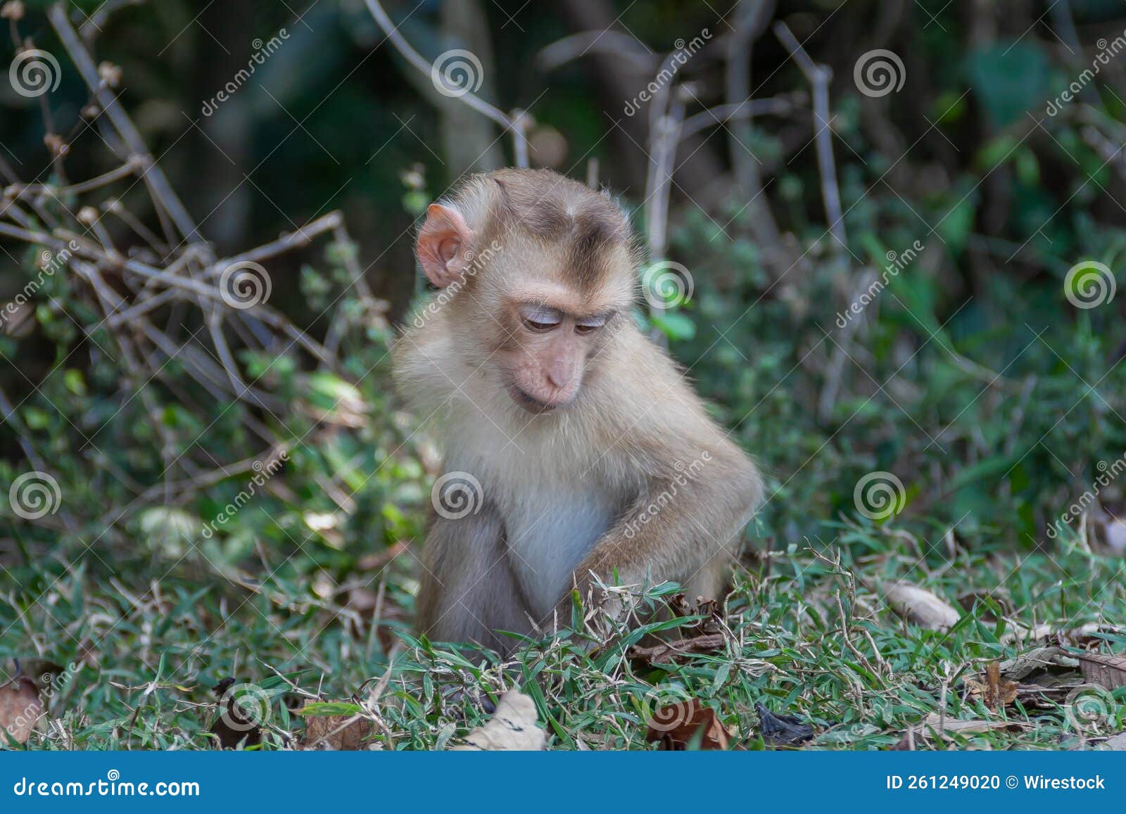 Brown Macaques Monkey Sitting on the Ground Stock Photo - Image of ...