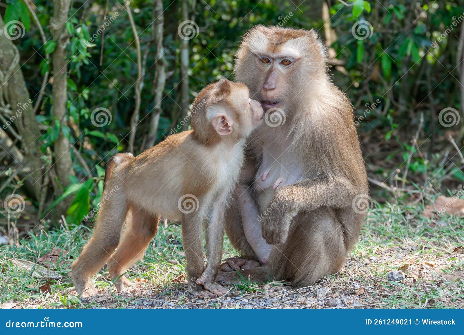 Brown Macaques Monkey Sitting on the Ground Stock Image - Image of ...
