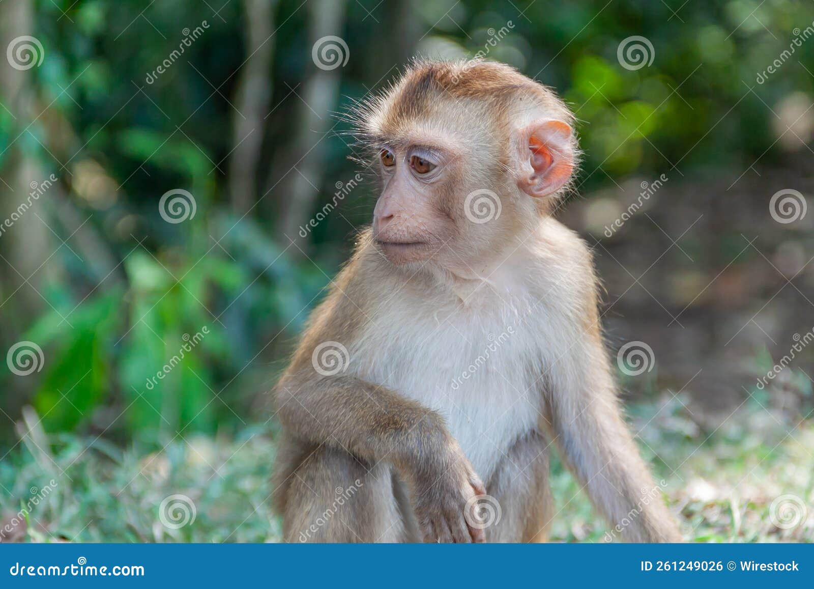 Brown Macaques Monkey Sitting on the Ground Stock Photo - Image of ...