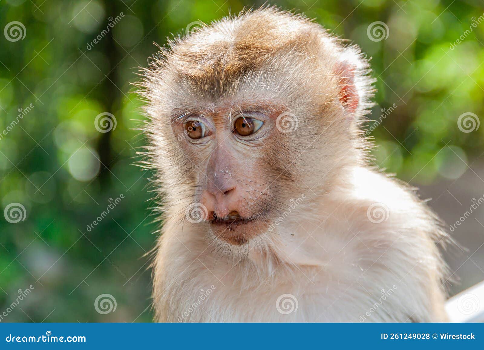 Brown Macaques Monkey Sitting on the Ground Stock Photo - Image of ...