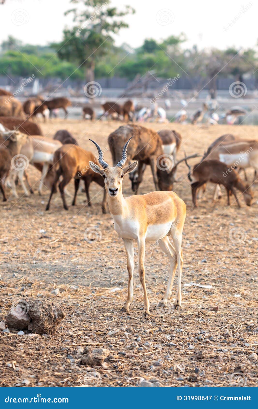 Brown male impala stock image. Image of natural, herbivore - 31998647