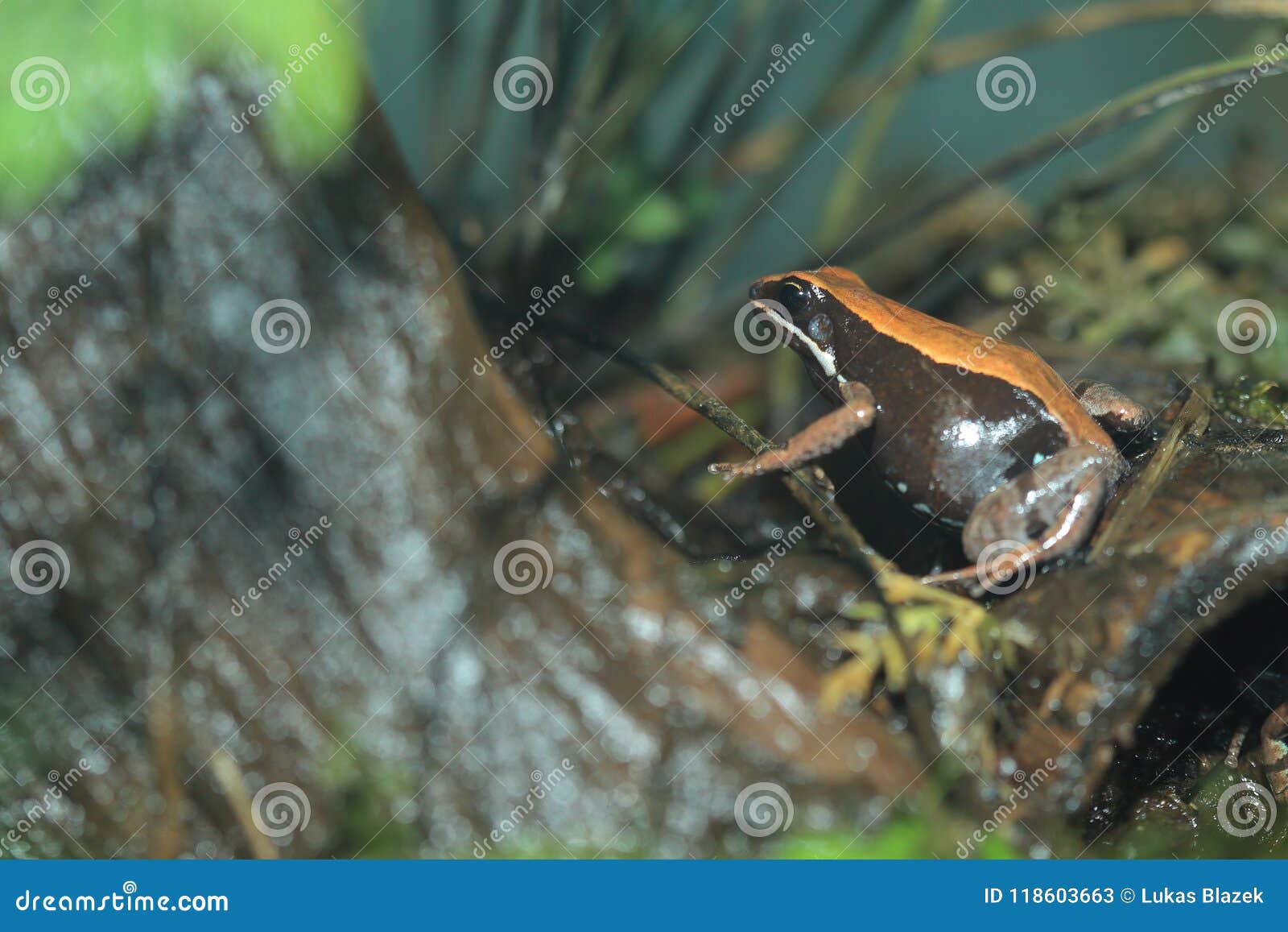 Brown mantella stock image. Image of soil, frog, mantella - 118603663