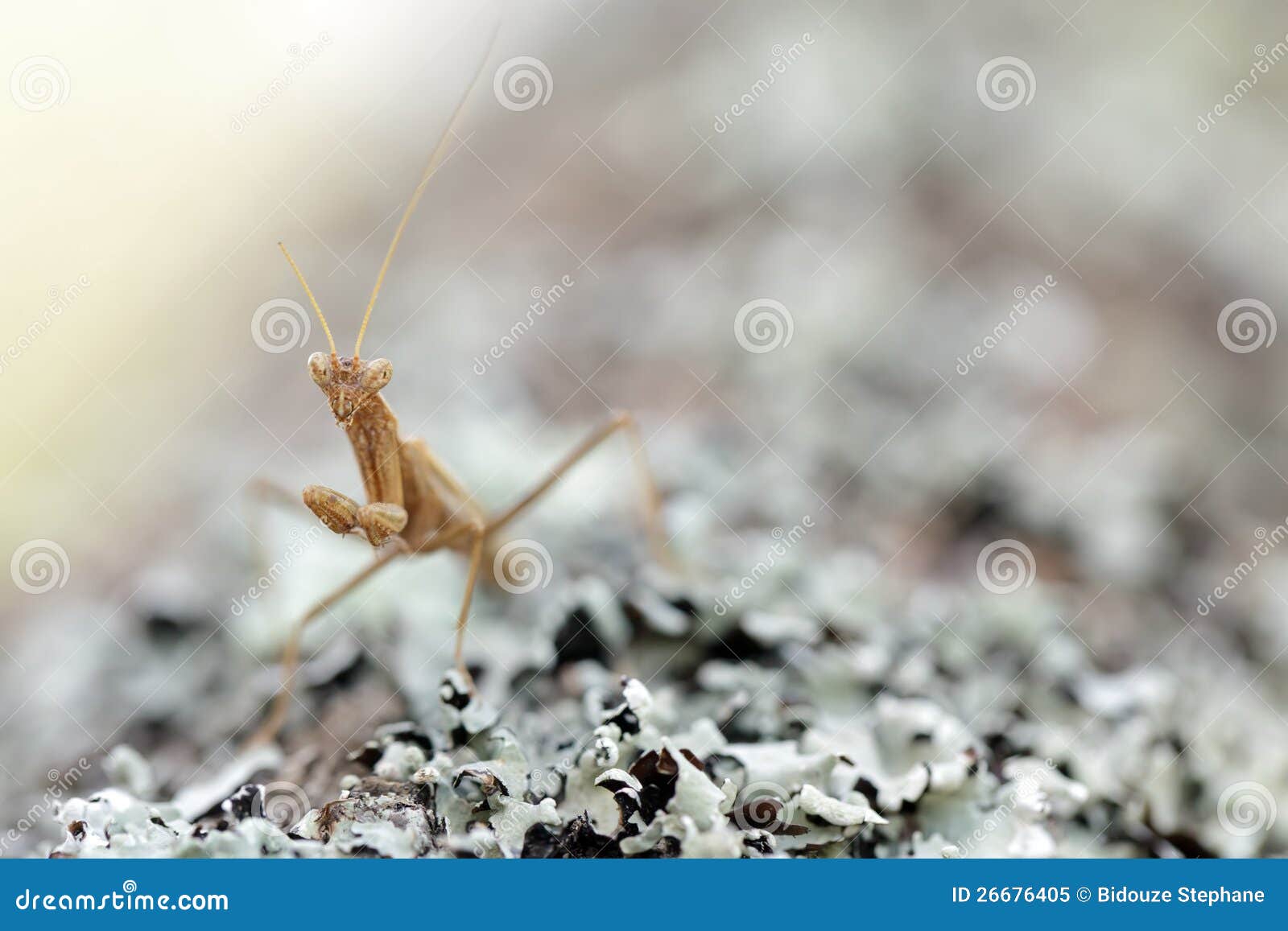 Brown mantis stock image. Image of standing, praying - 26676405