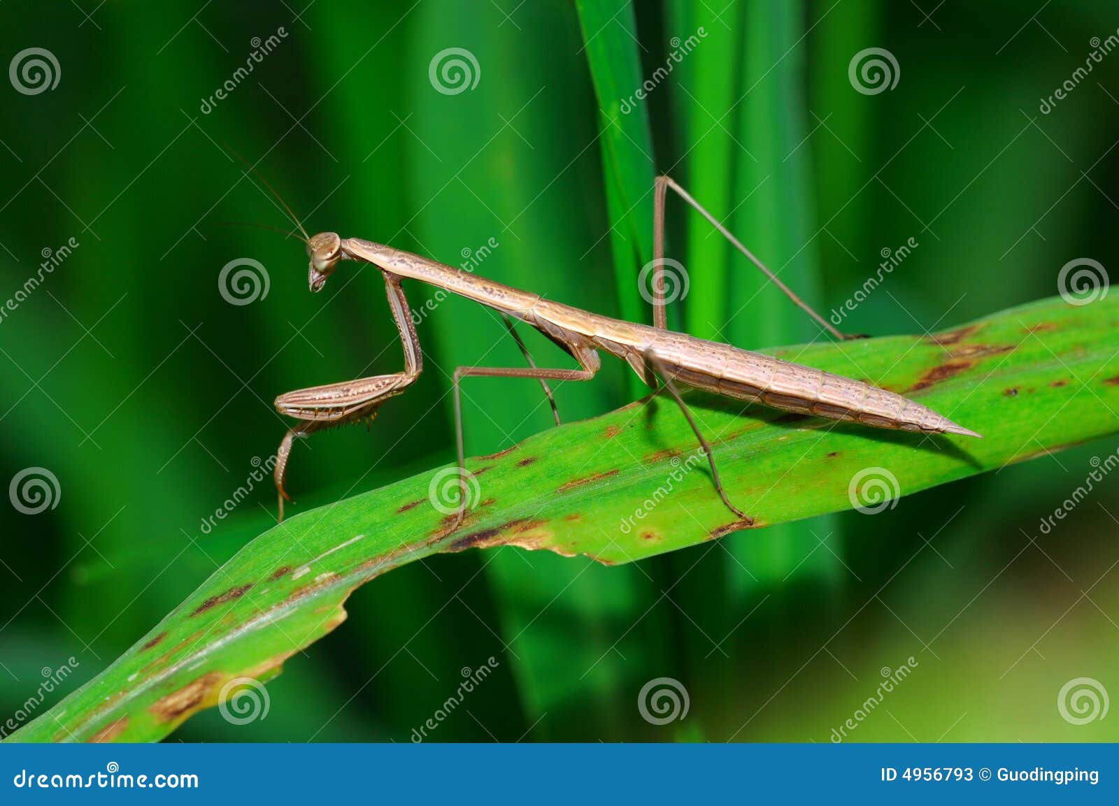 Brown mantis stock image. Image of mantid, hunter, wild - 4956793