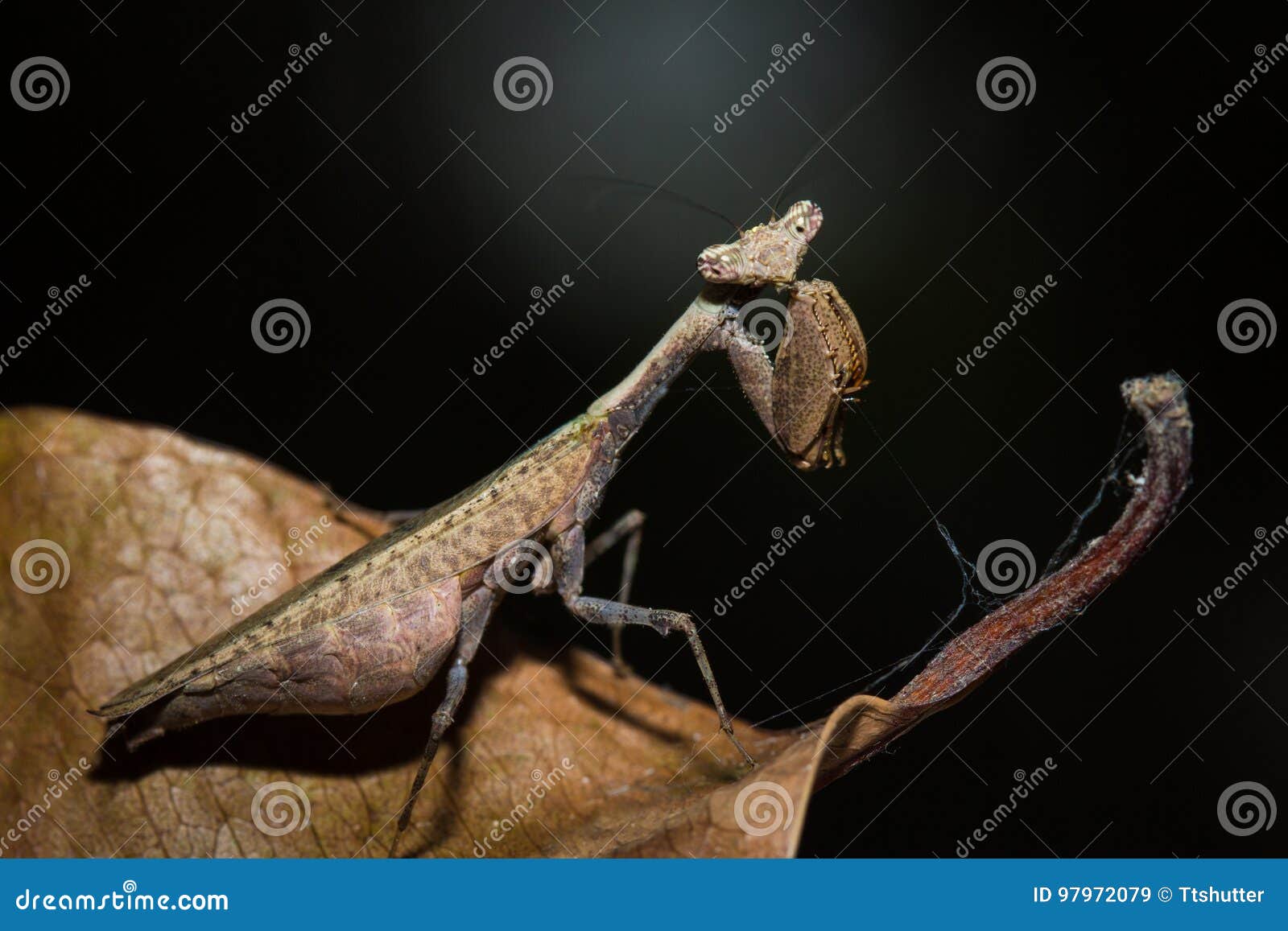 The brown mantis. stock image. Image of leaves, animal - 97972079